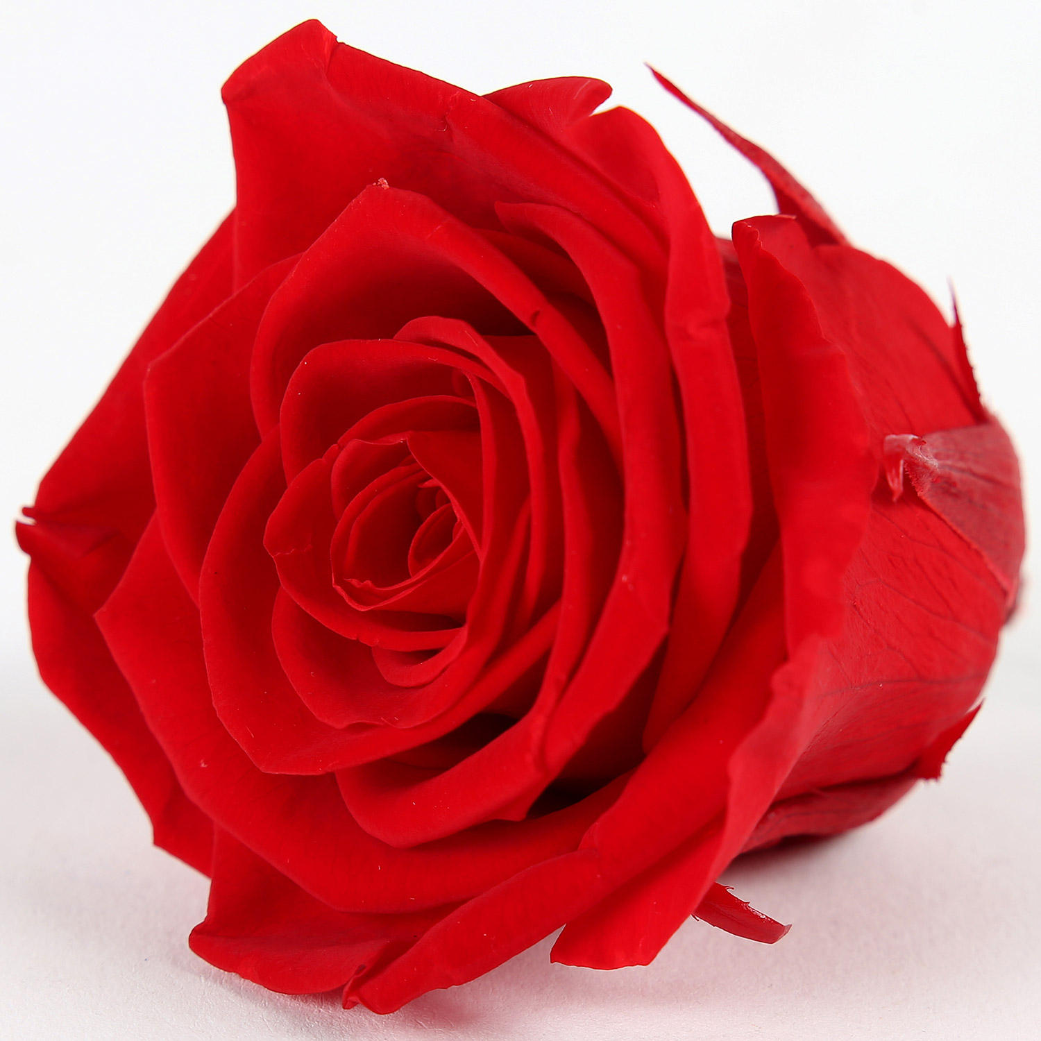 Buy/Send Forever Red Rose & Special Amul Chocolates Online- Ferns N Petals