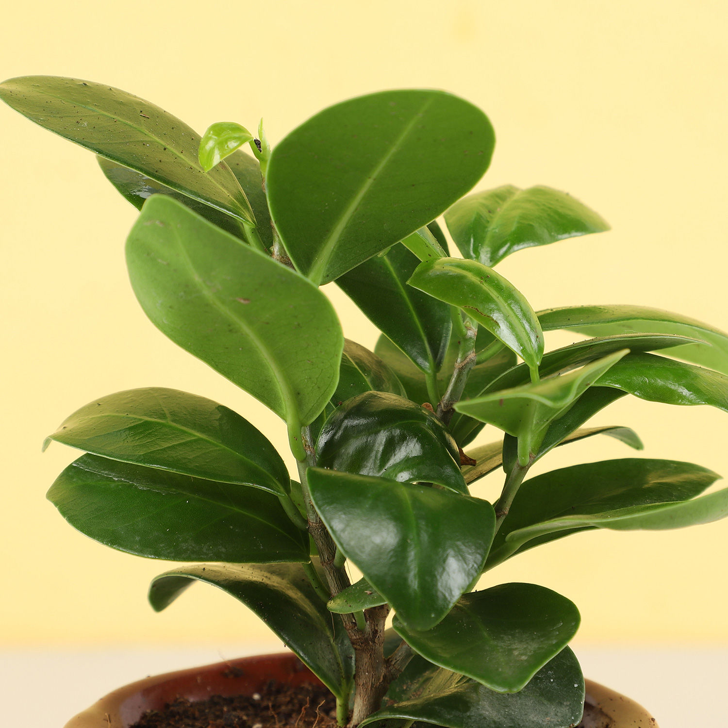 Buy/Send Ficus Compacta Plant in Brick Red Ombre Novelty Pot Online ...