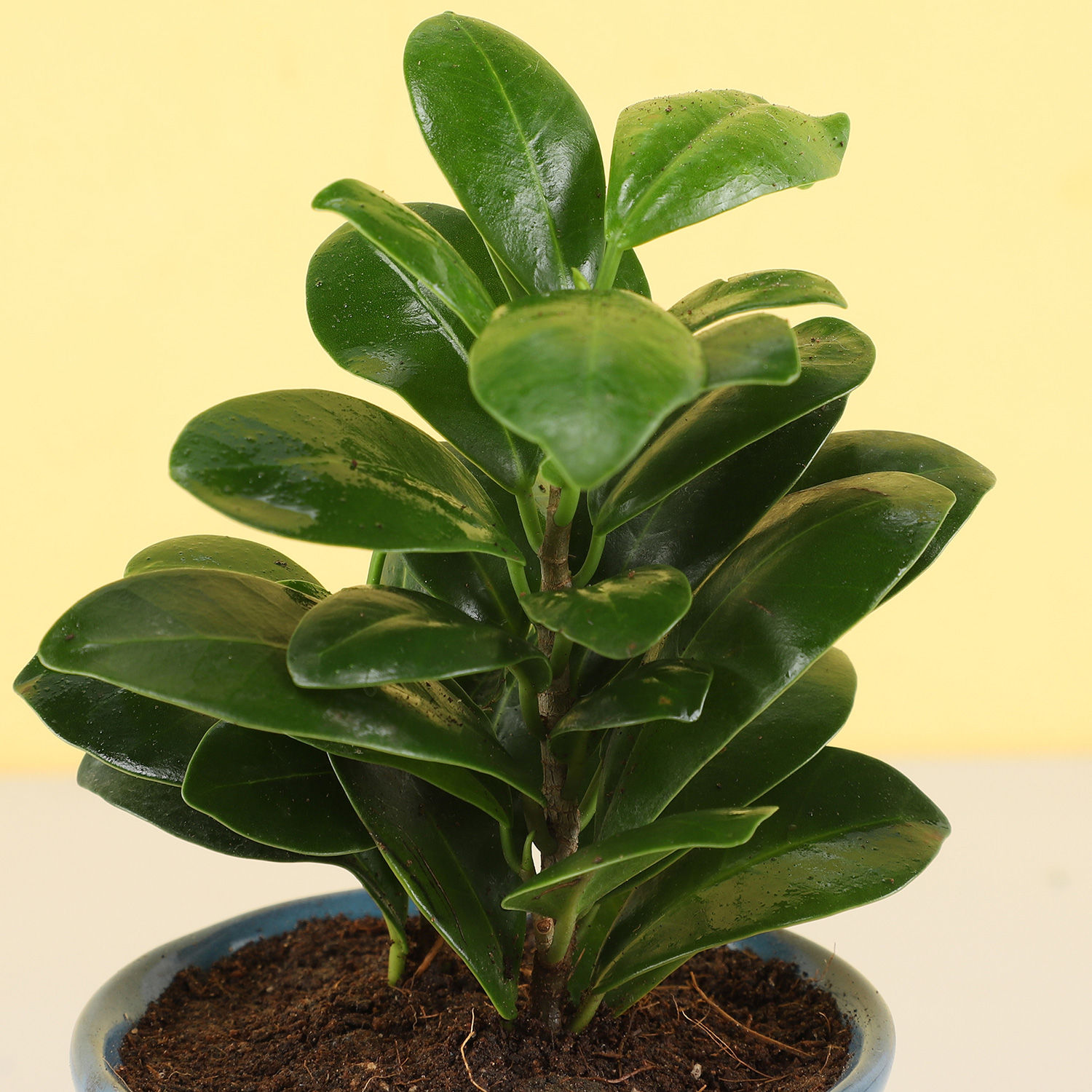 Buy/Send Ficus Compacta Plant in Teal Blue Ombre Novelty Pot Online ...