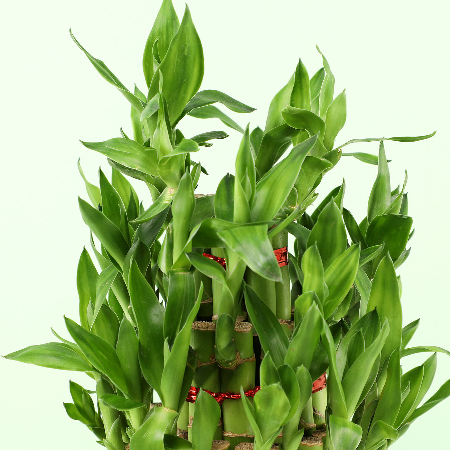 Buy/Send 3 Layer Bamboo In Shallow Round Glass Bowl Online- Ferns N Petals