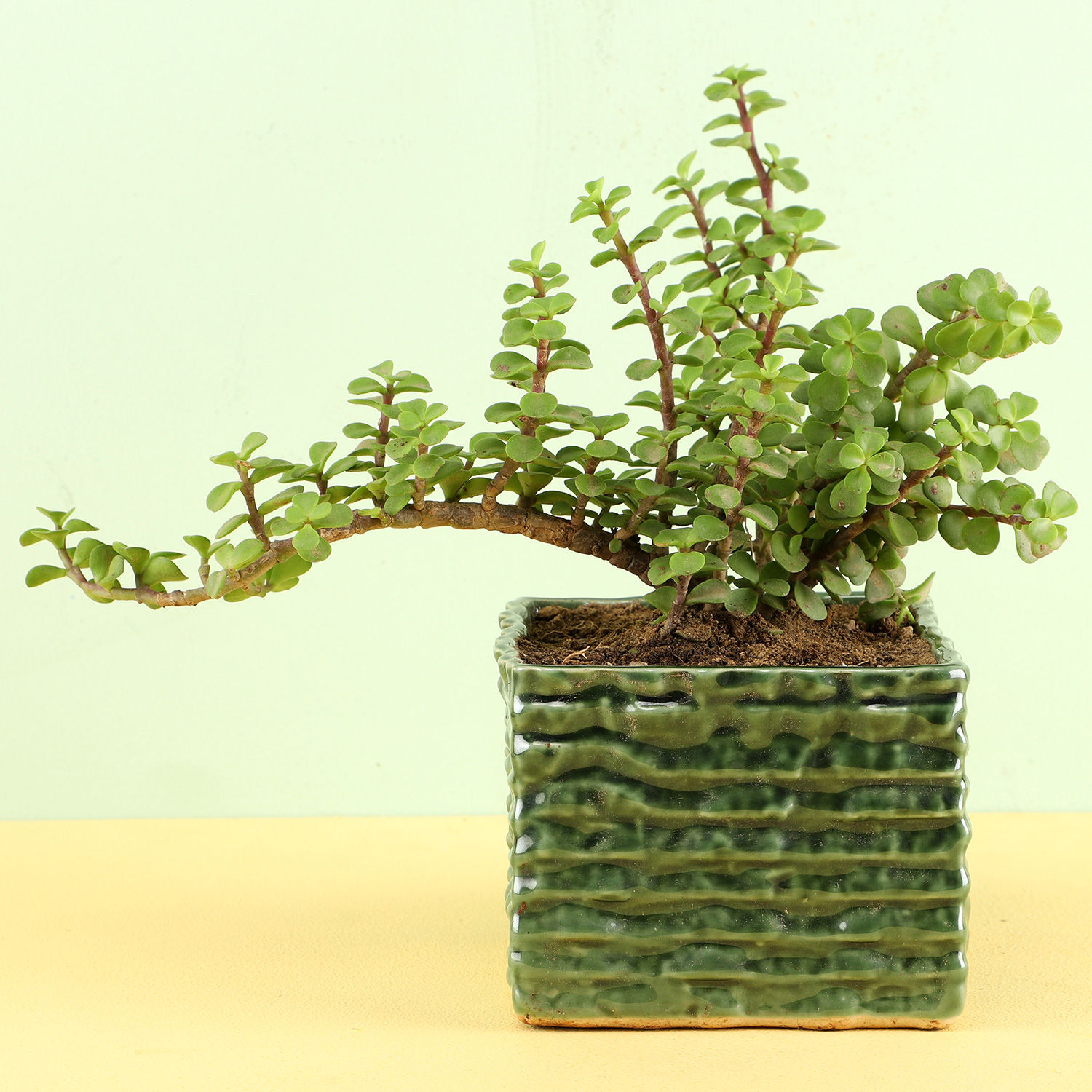 Buy/Send Jade Plant In Green Ceramic Pot Online- Ferns N Petals