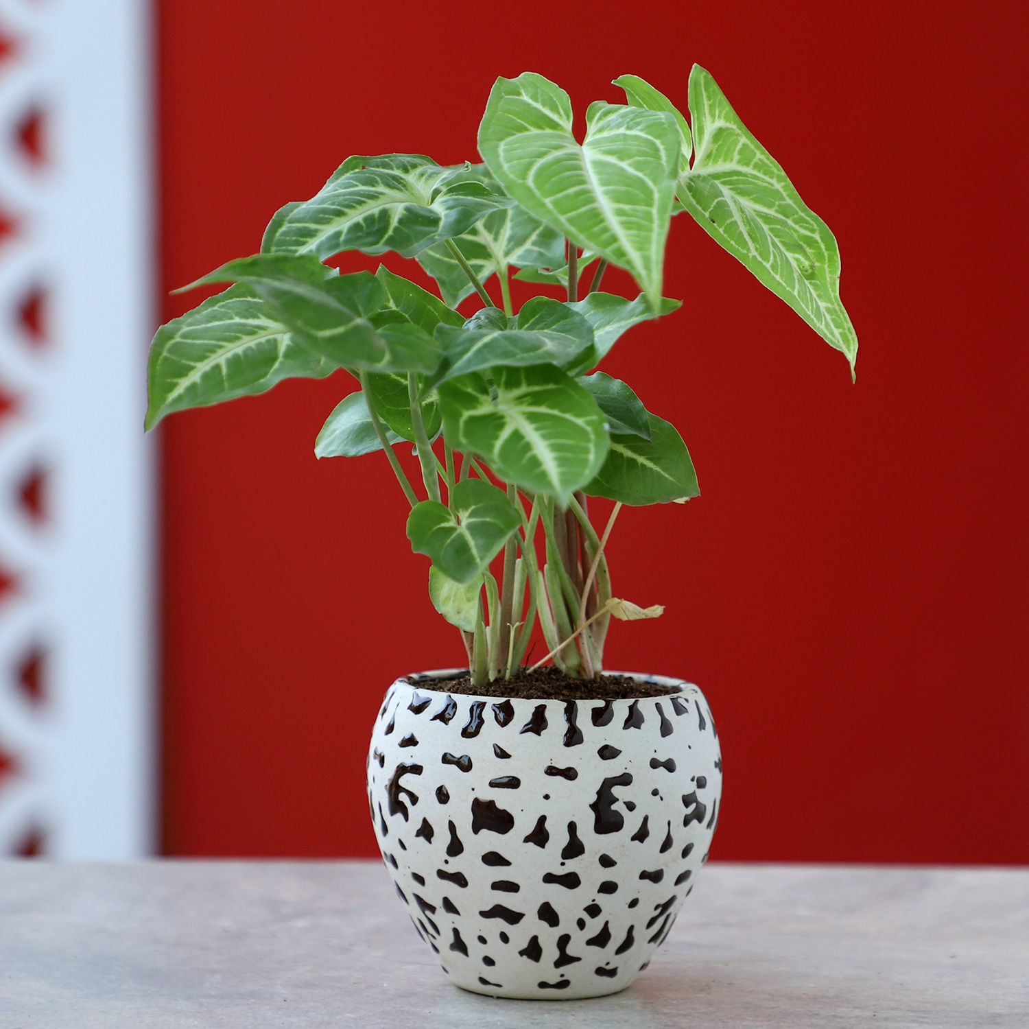 Buy/Send Syngonium Plant In Brown Ceramic Pot Online- Ferns N Petals