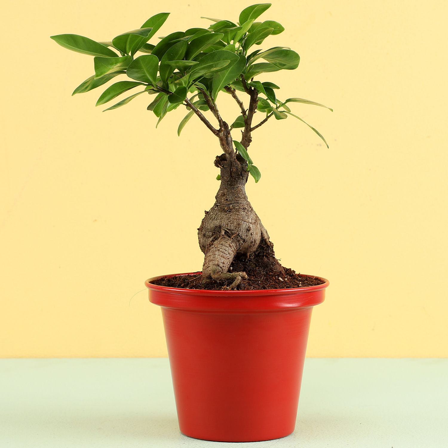 Buy/Send Ficus Bonsai In Red Metal Pot Online- Ferns N Petals
