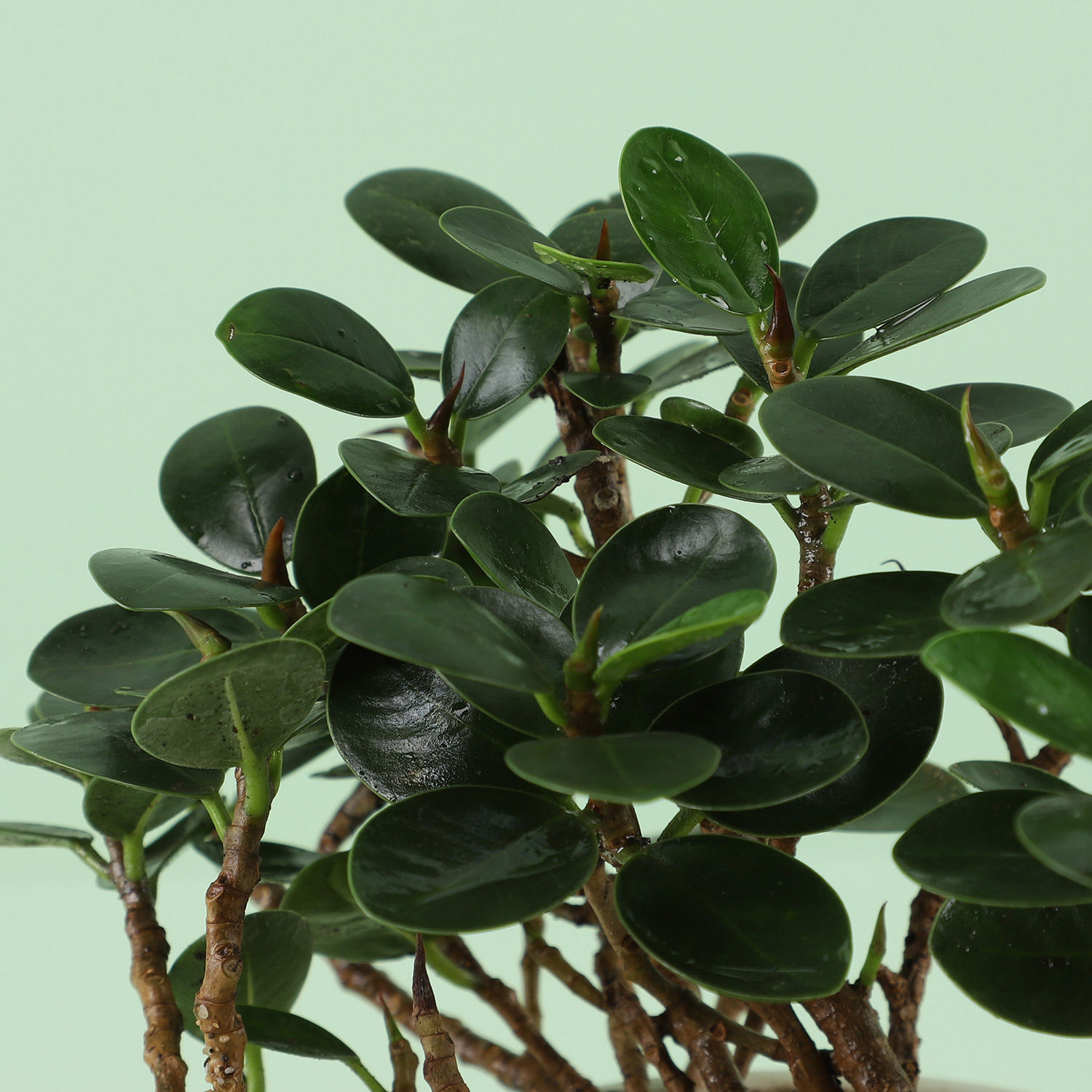 Buy/Send Ficus Compacta Plant in Polka Dot Pot For Birthday Online ...