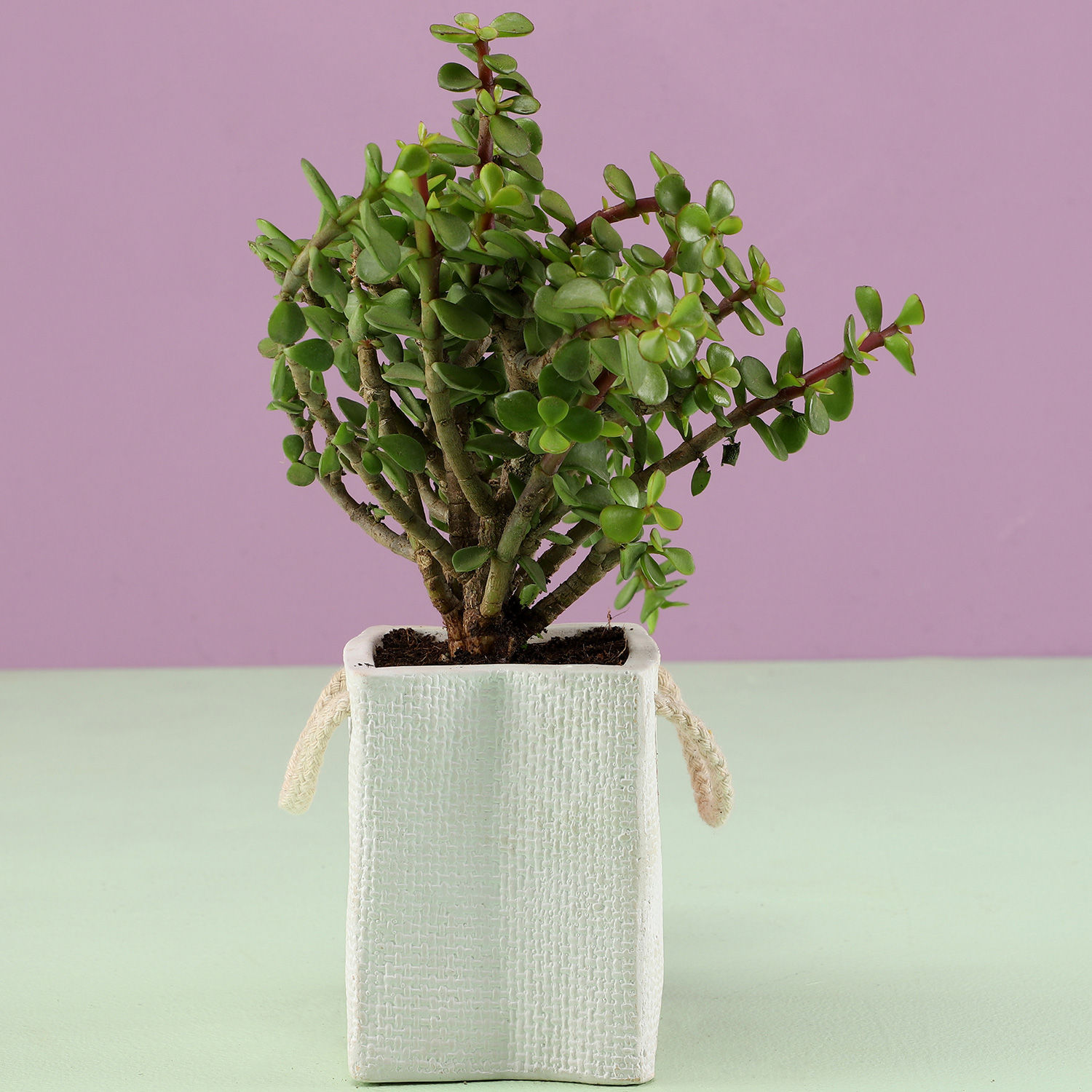 Jade Plant In White Pot | Gift Jade Plant In White Pot - Ferns N Petals