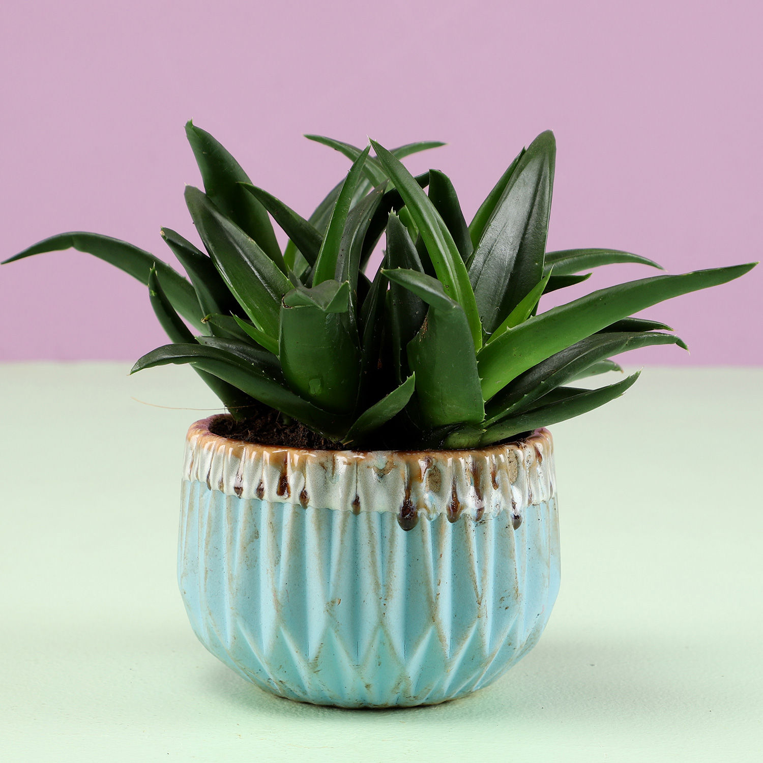 Buy/Send Mini Aloe Vera In Blue Pot Online- Ferns N Petals