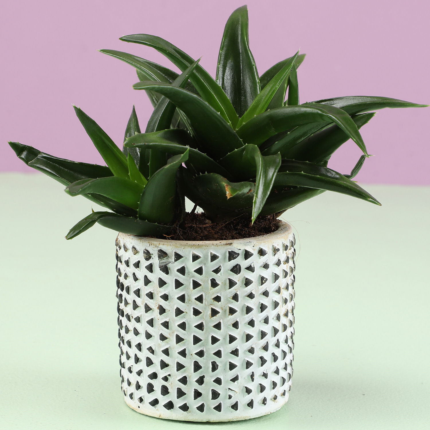 Buy/Send Mini Aloe Vera In White Pot Online- Ferns N Petals