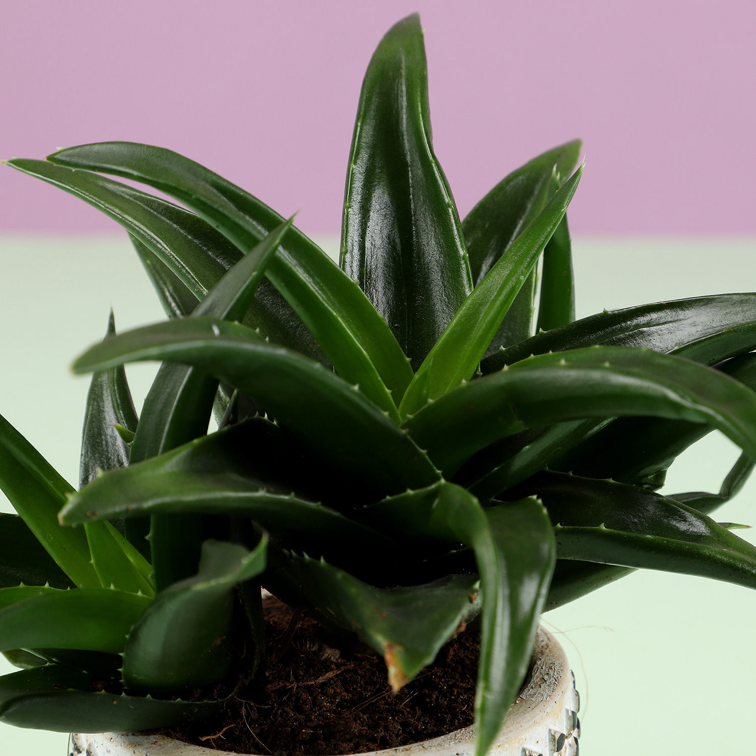 Buy/Send Mini Aloe Vera In White Pot Online- Ferns N Petals