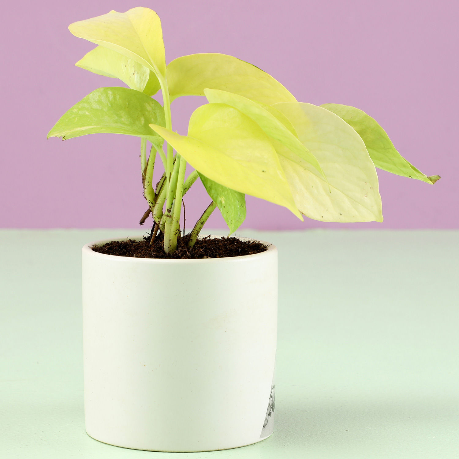 Money Plant in White Ceramic Pot | Gift Money Plant for Valentine ...