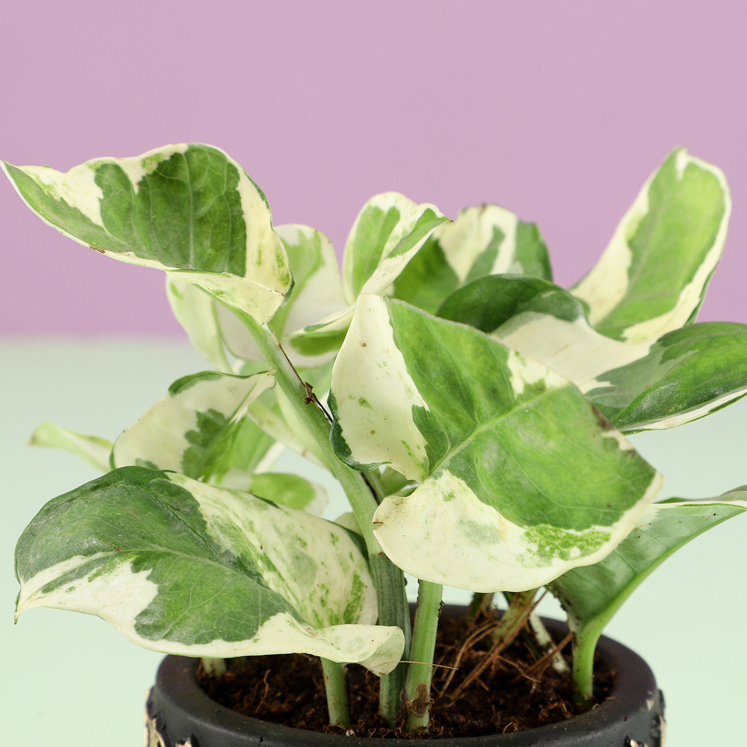 Buy/Send White Pothos Plant In Black Pot Online- Ferns N Petals