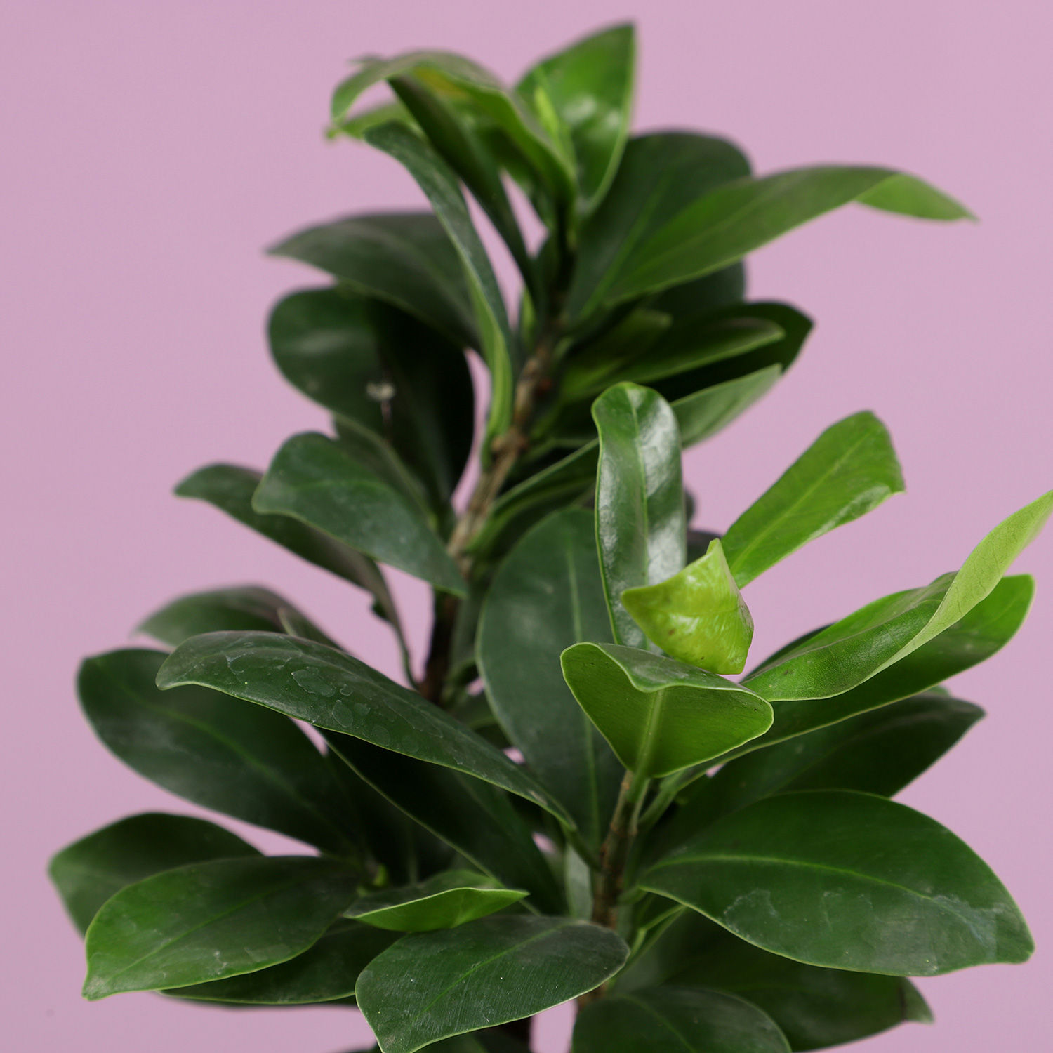 Buy/Send Ficus Compacta In Sheesham Wood Vintage Planter Online- Ferns ...