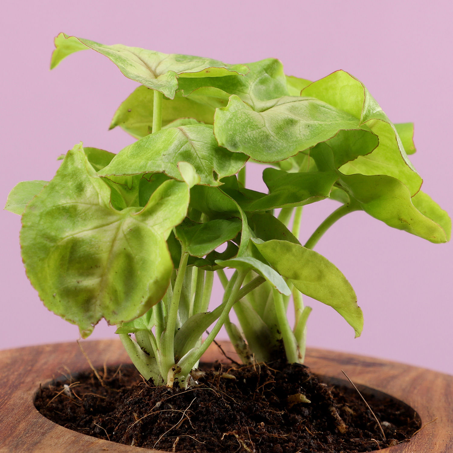 Buy/Send Syngonium Plant In Sheesham Wood Planter With Stand Online ...