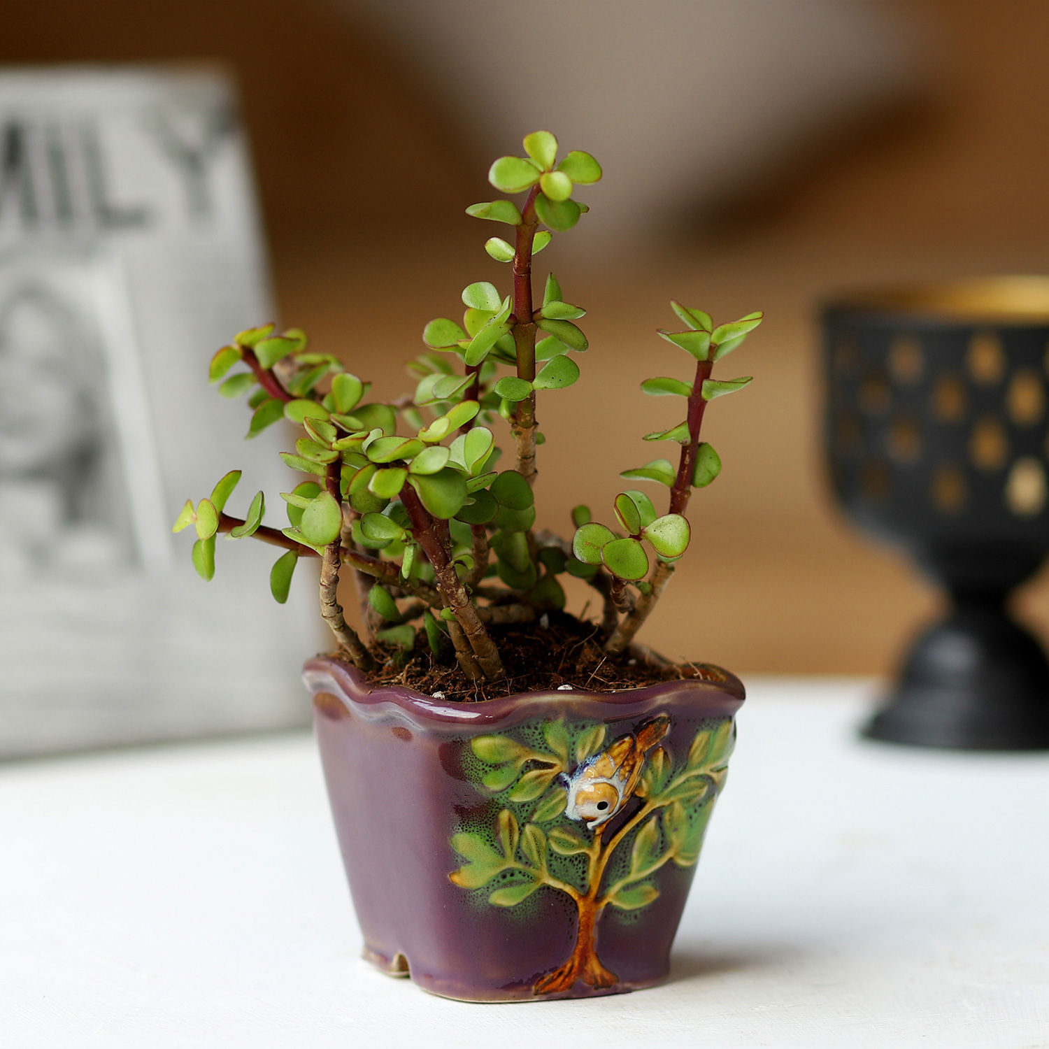 Buy/Send Jade Plant in Purple Pot Online- Ferns N Petals