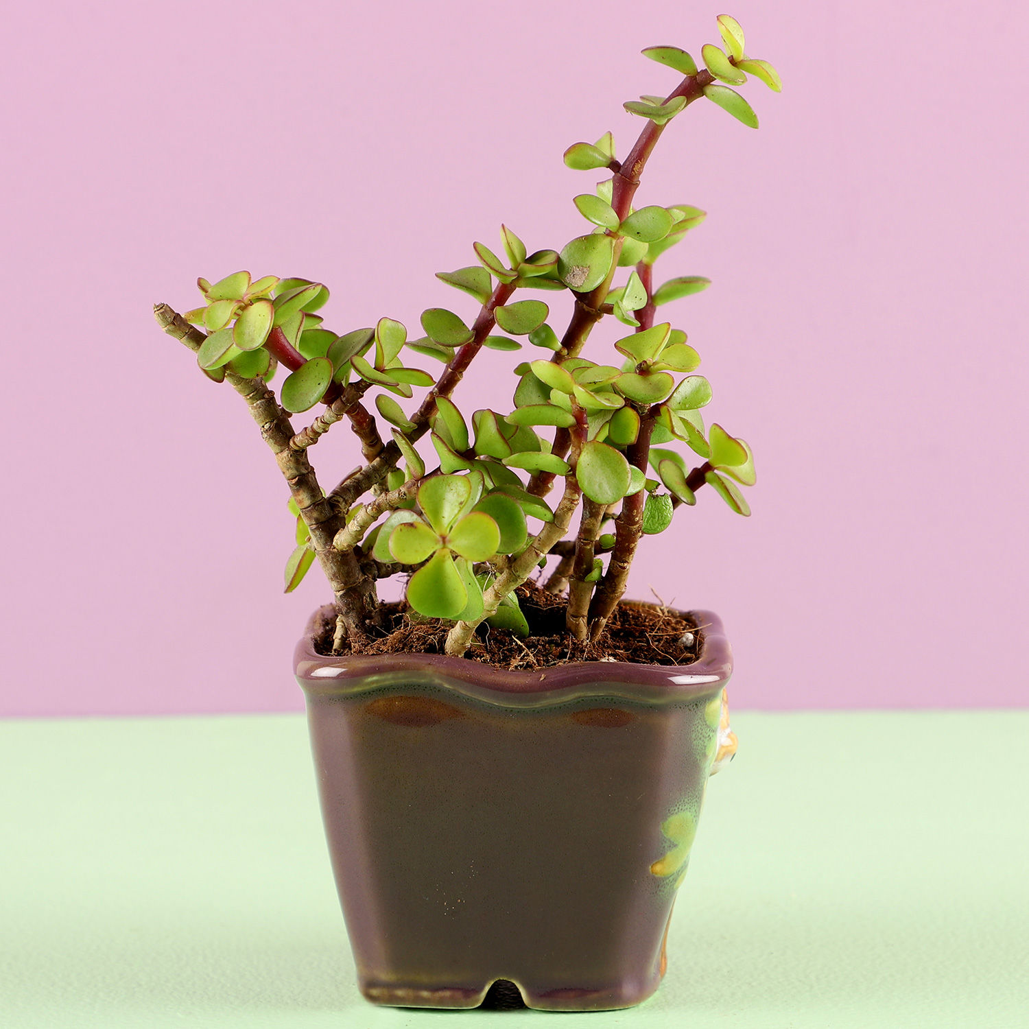 Buy/Send Jade Plant in Purple Pot Online- Ferns N Petals