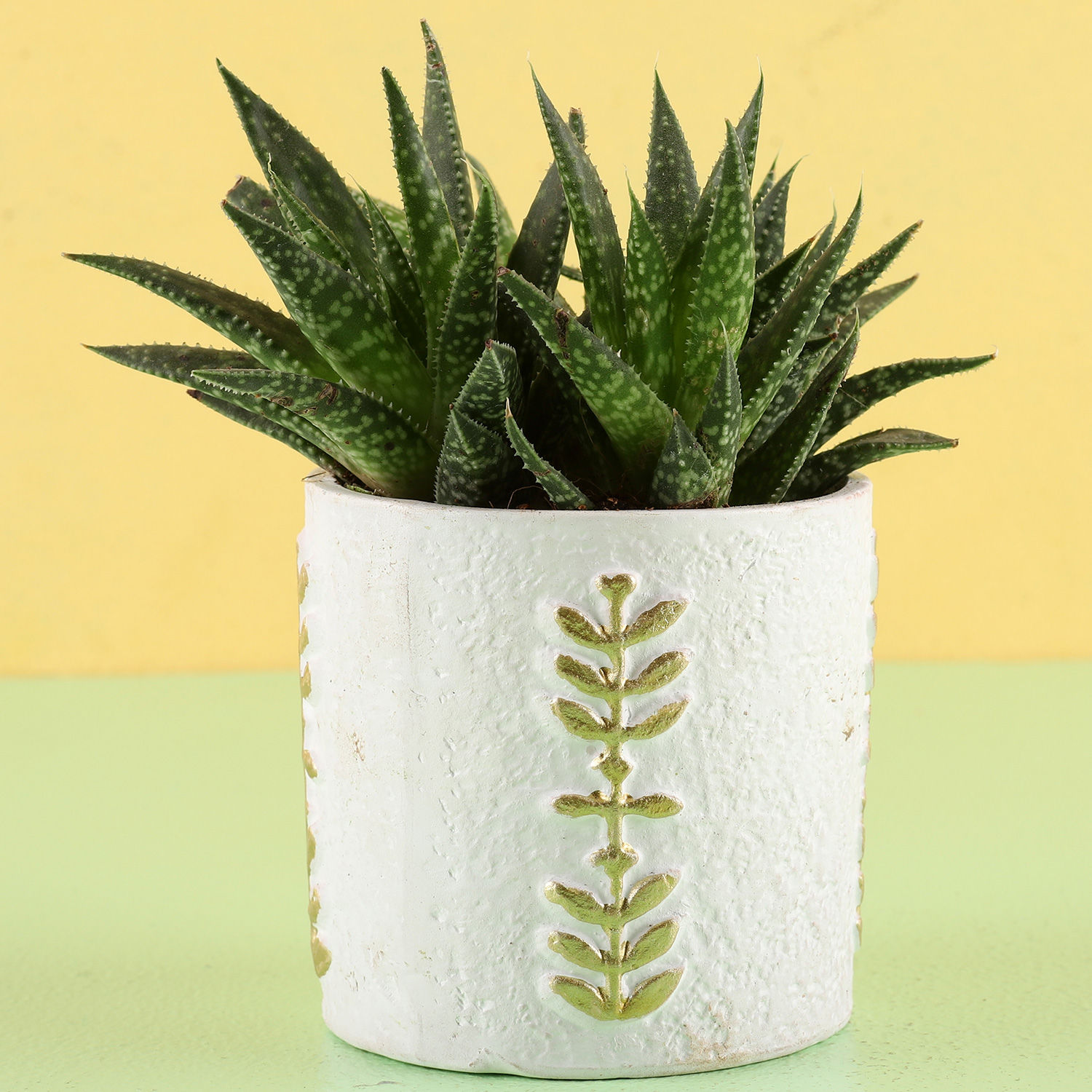 Buy/Send Mini Aloe Vera Plant in Ceramic Pot Online- Ferns N Petals