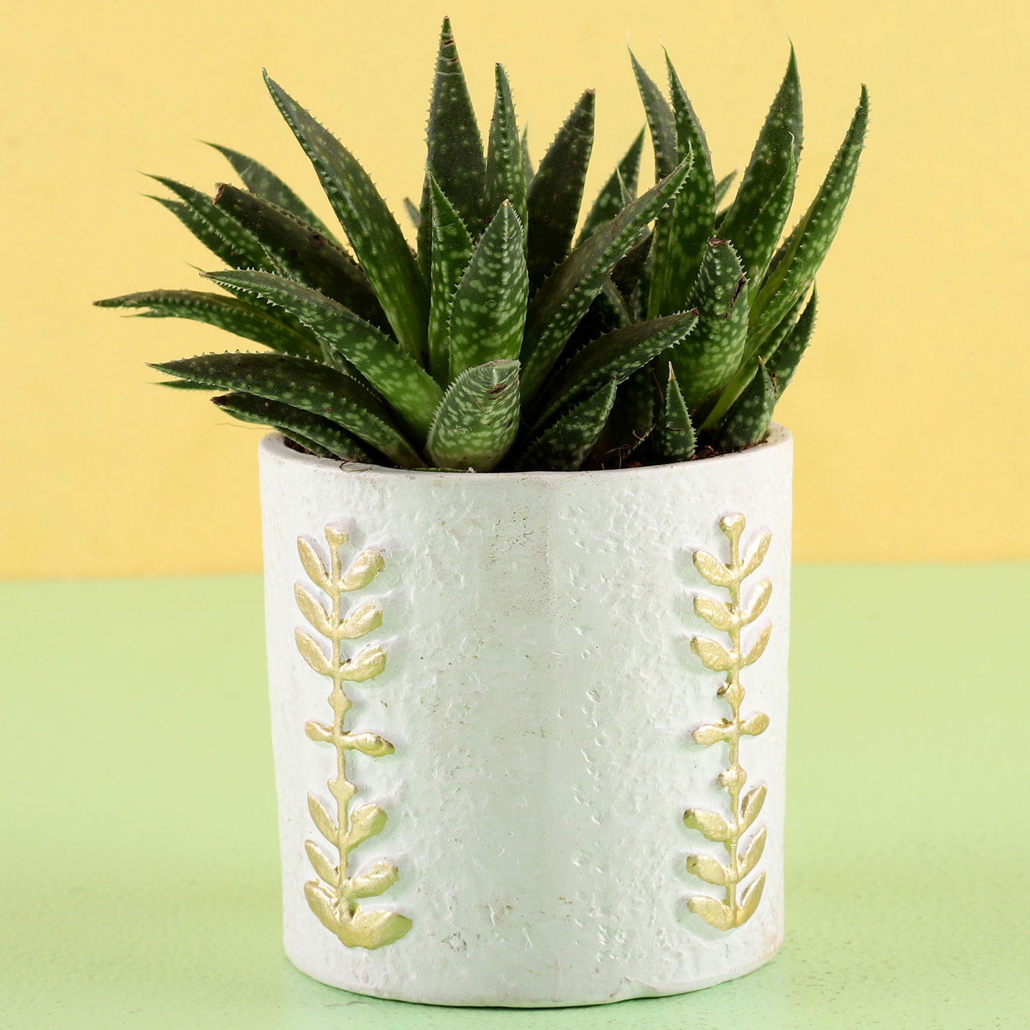 Buy/Send Mini Aloe Vera Plant in Ceramic Pot Online- Ferns N Petals