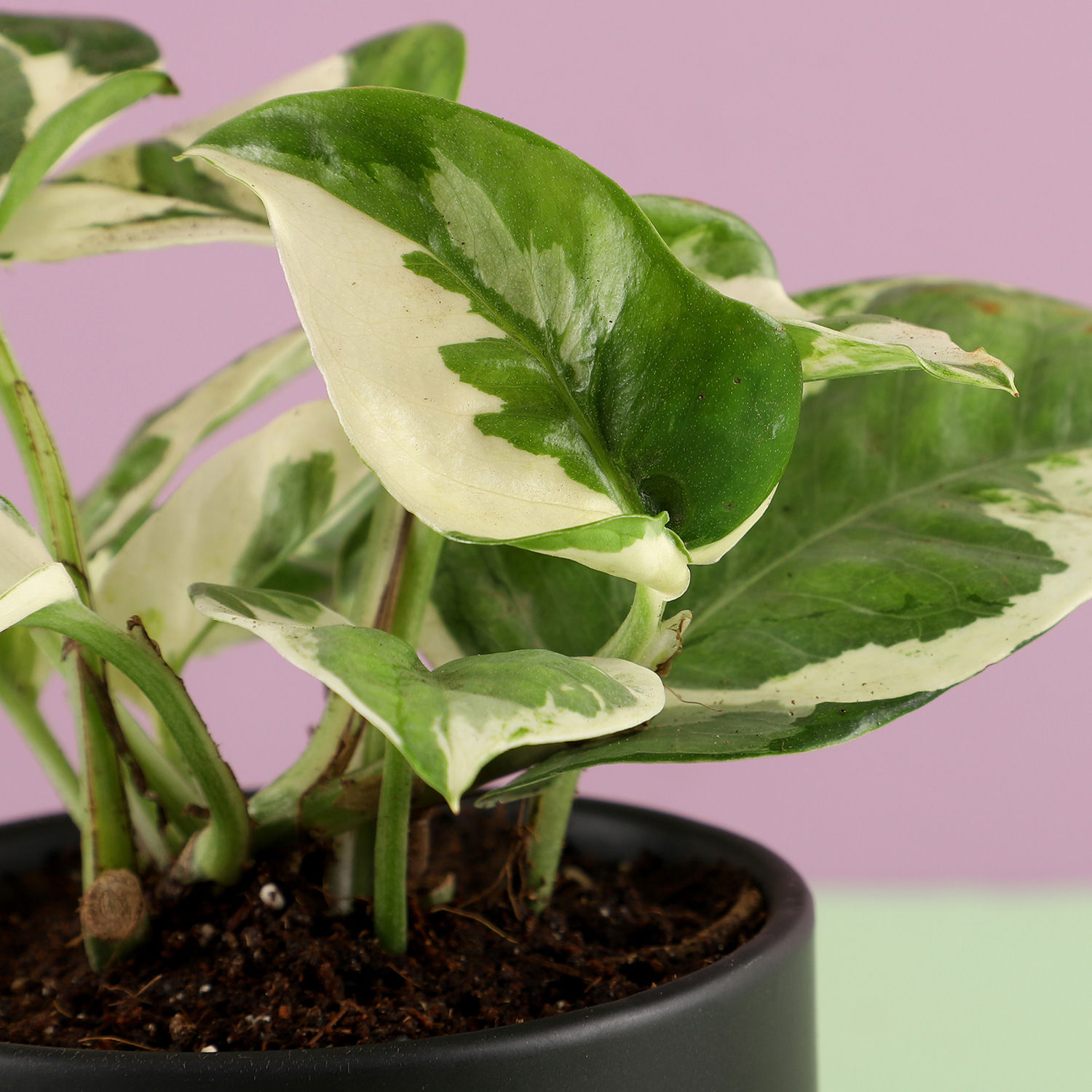 Buy/Send Pothos Plant in Black Pot Online- Ferns N Petals