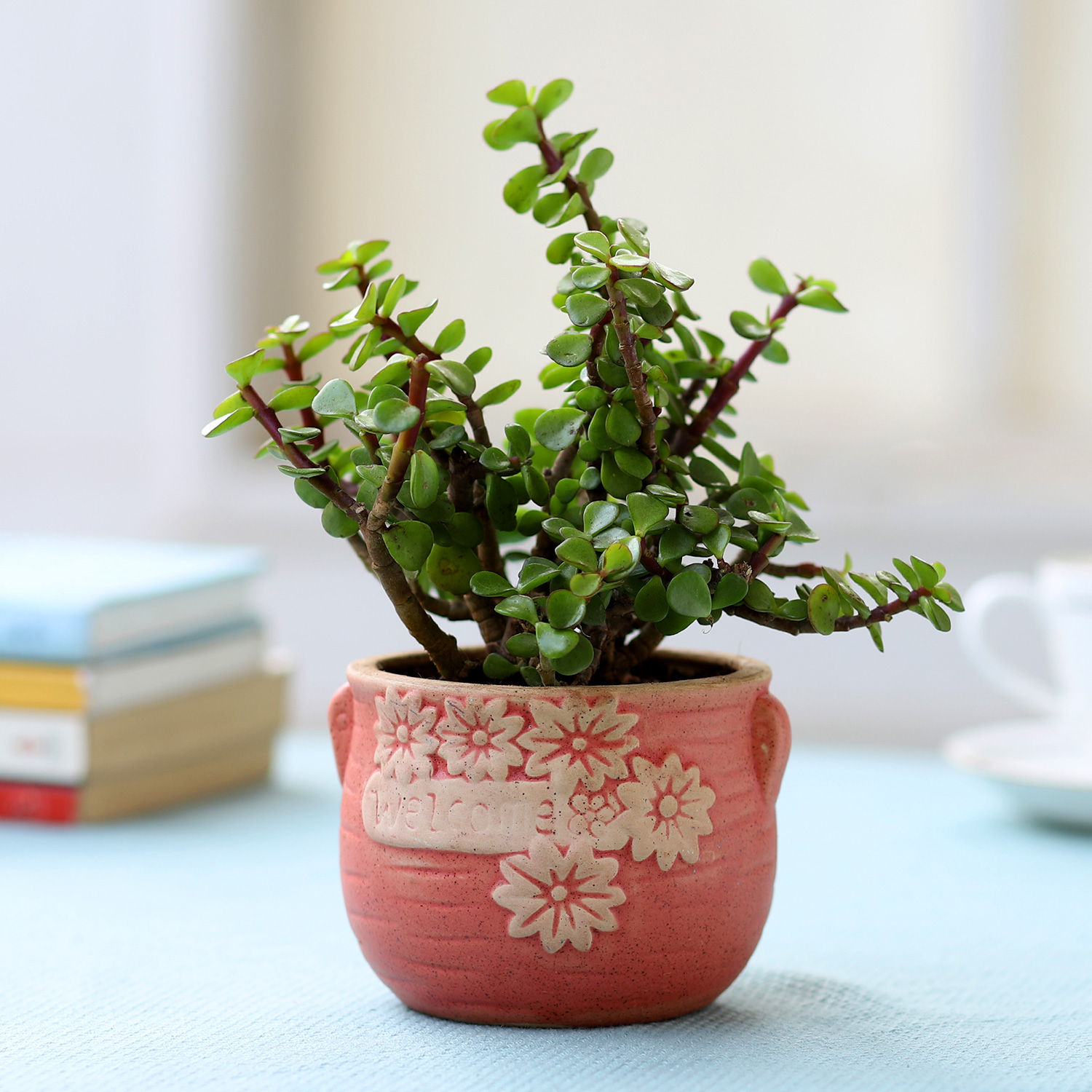 Resin Potted Jade Plant | Gift Resin Potted Jade Plant - Ferns N Petals