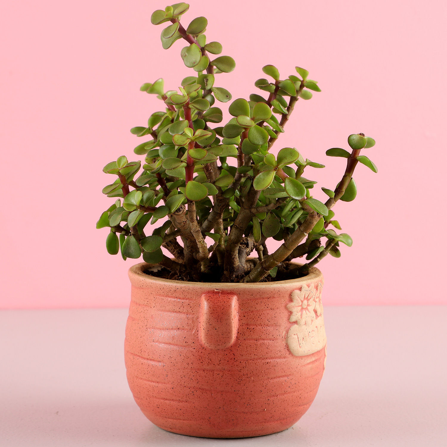 Resin Potted Jade Plant | Gift Resin Potted Jade Plant - Ferns N Petals