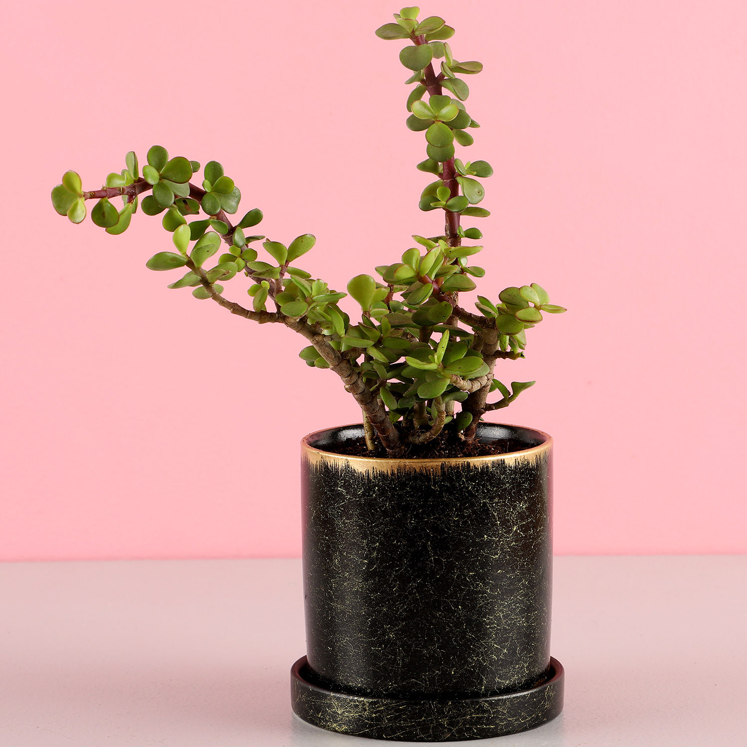 Buy/Send Black Pot of Jade Plant Online- Ferns N Petals