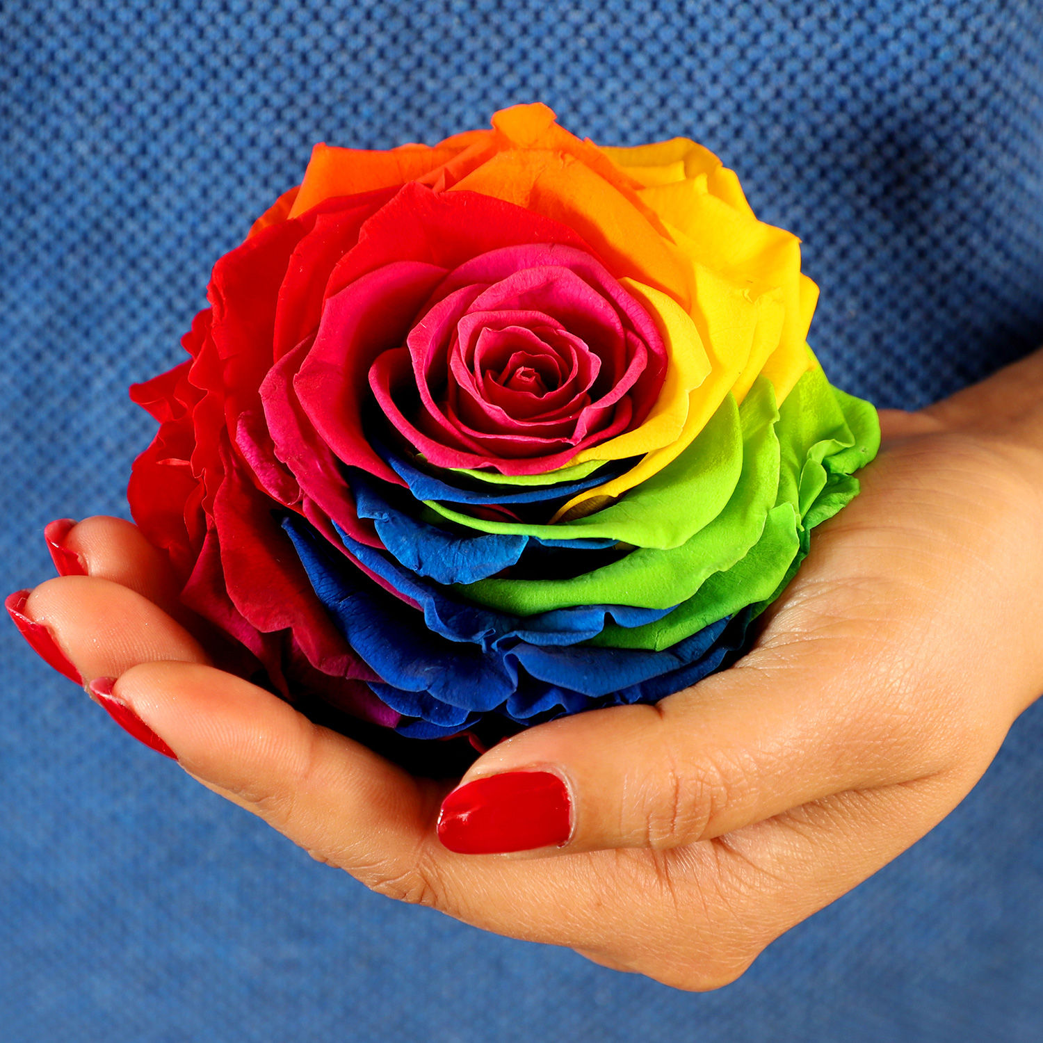 Buy/Send Big Forever Rainbow Rose in Black Velvet Box Online- Ferns N ...