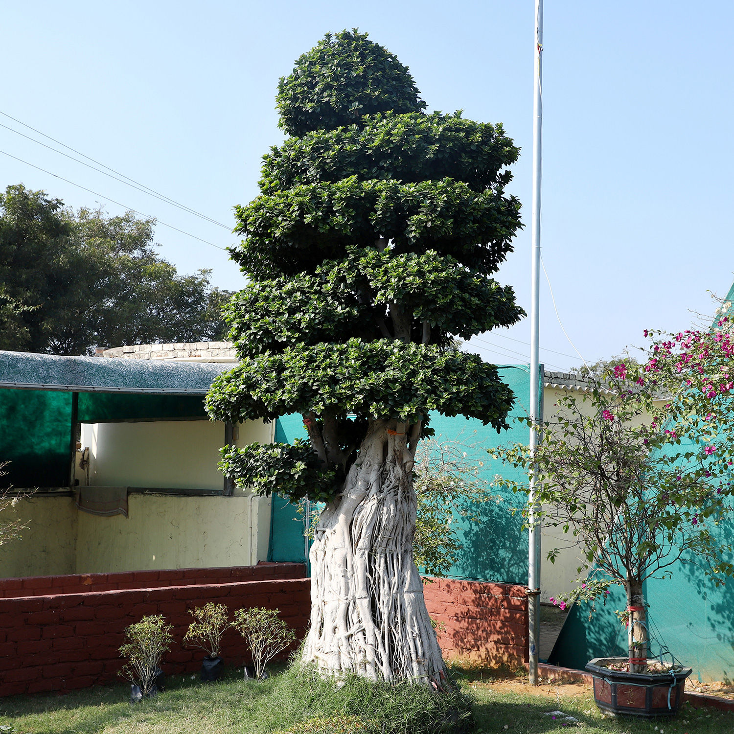 Ficus Microcarpa Air Roots Plant | Gift Air Root Bonsai Plant Online ...
