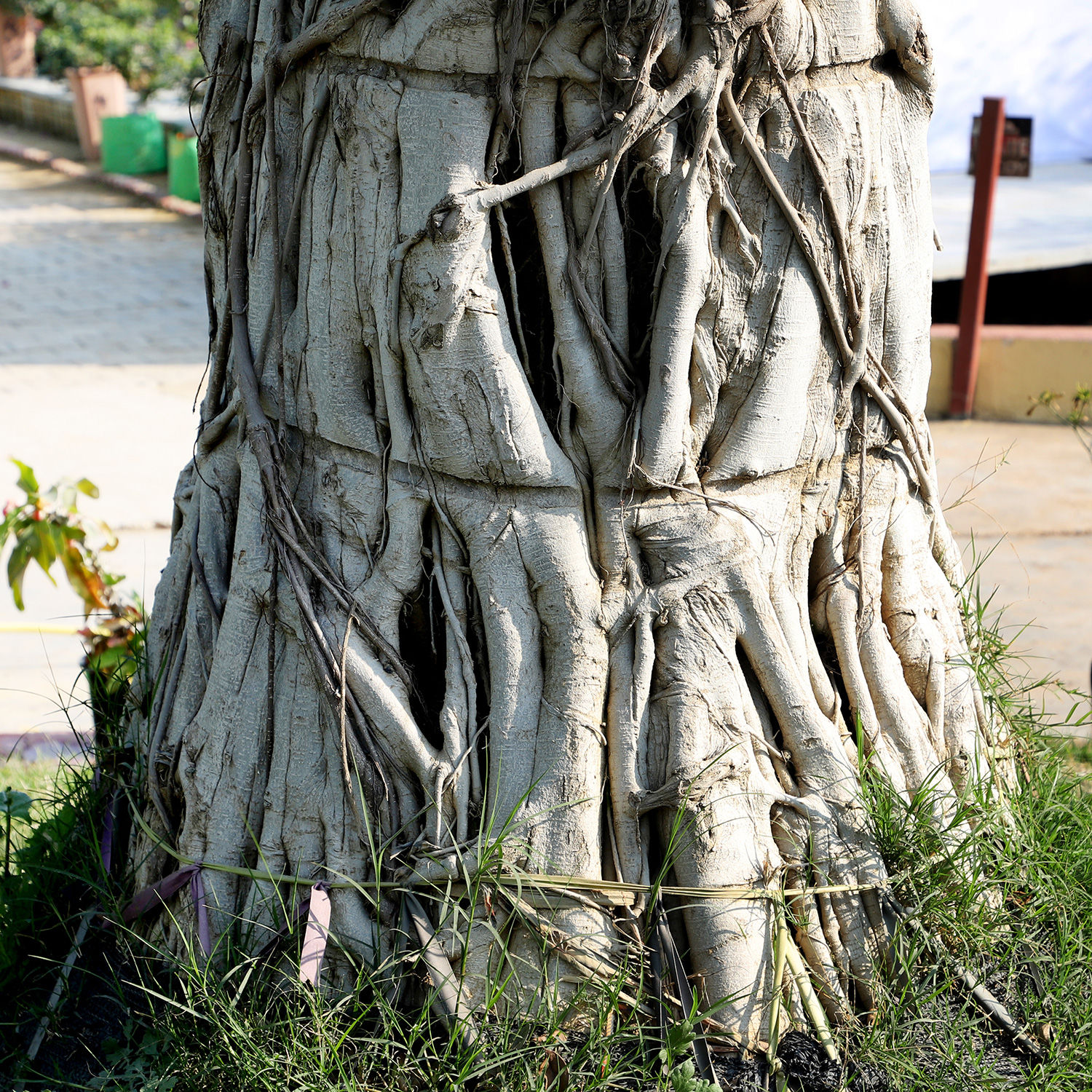 Buy/Send Ficus Microcarpa Air Roots Plant Online- Ferns N Petals