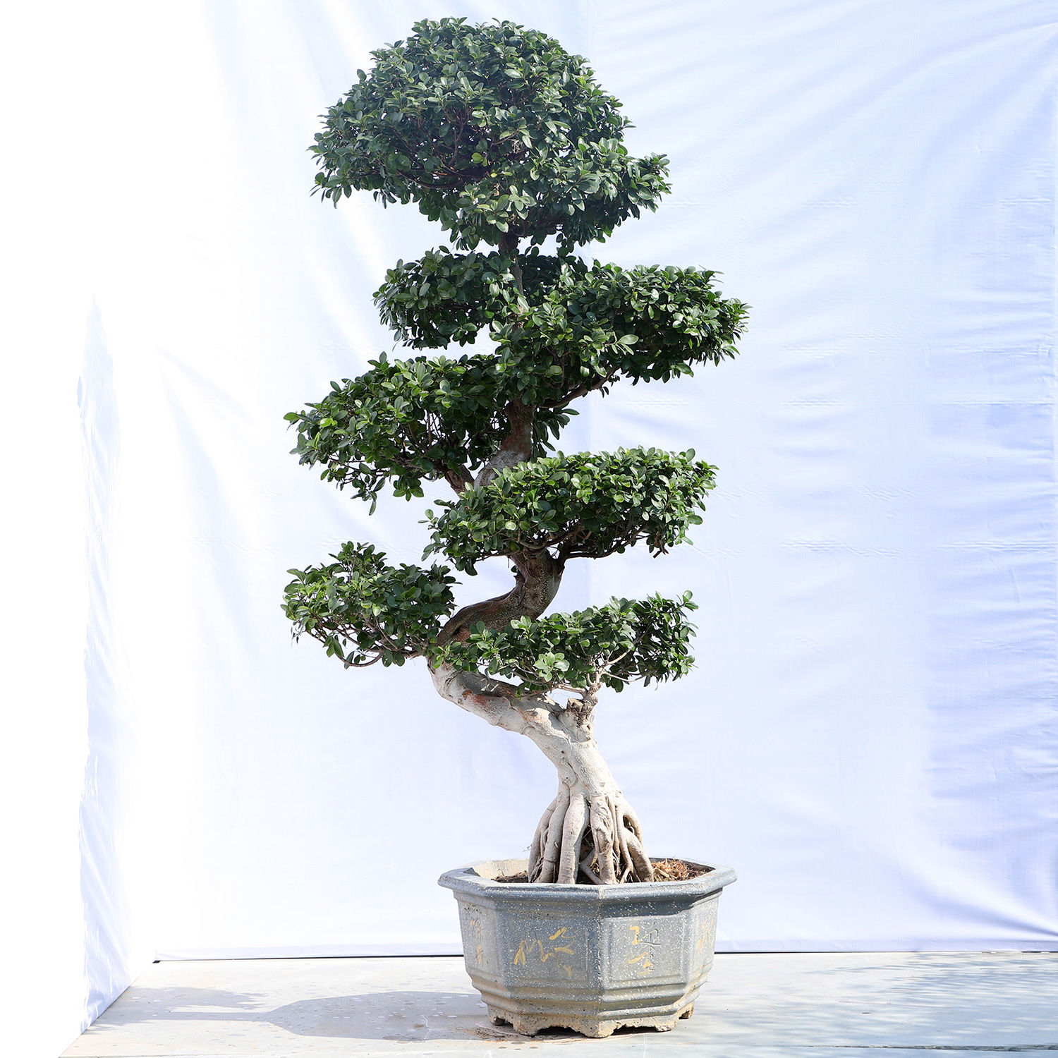 Buy/Send Air Root S Shaped Ficus Bonsai Plant Online- Ferns N Petals