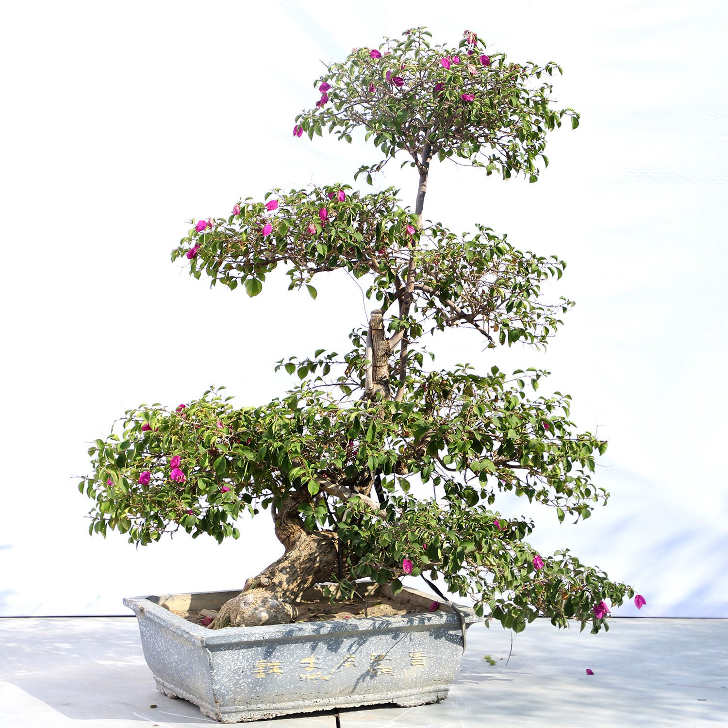 Buy/Send Bougainvillea Purple Bonsai Plant Online- Ferns N Petals