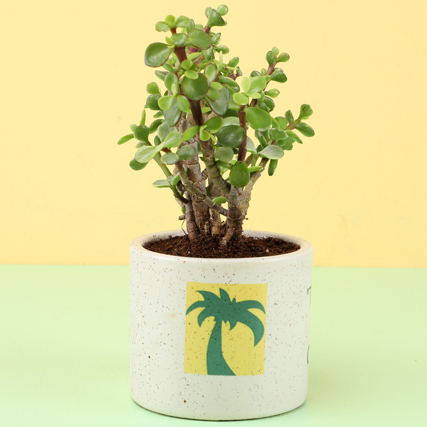 Buy/Send Jade Plant in Beige Ceramic Pot Online- Ferns N Petals