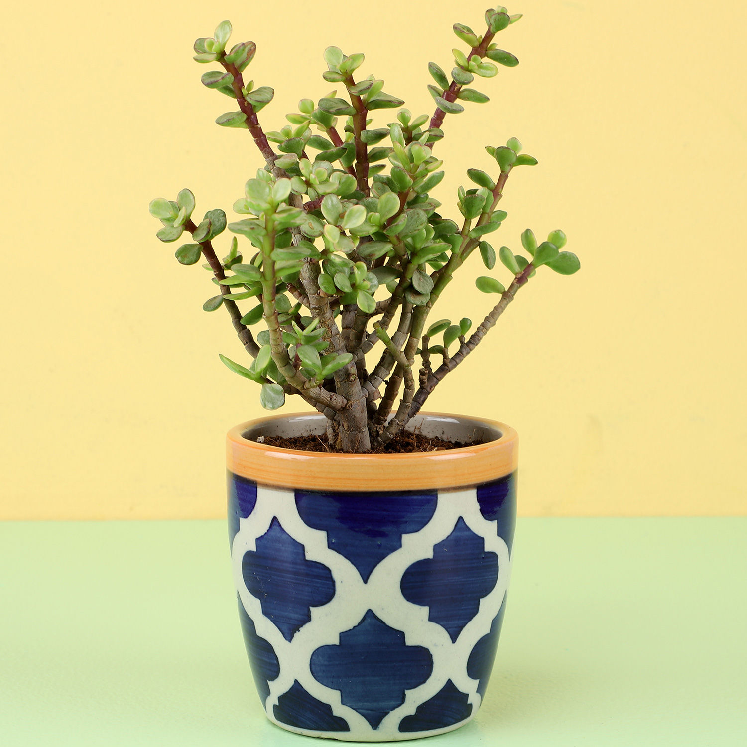 Buy/Send Jade Plant in Blue Ceramic Pot Online- Ferns N Petals