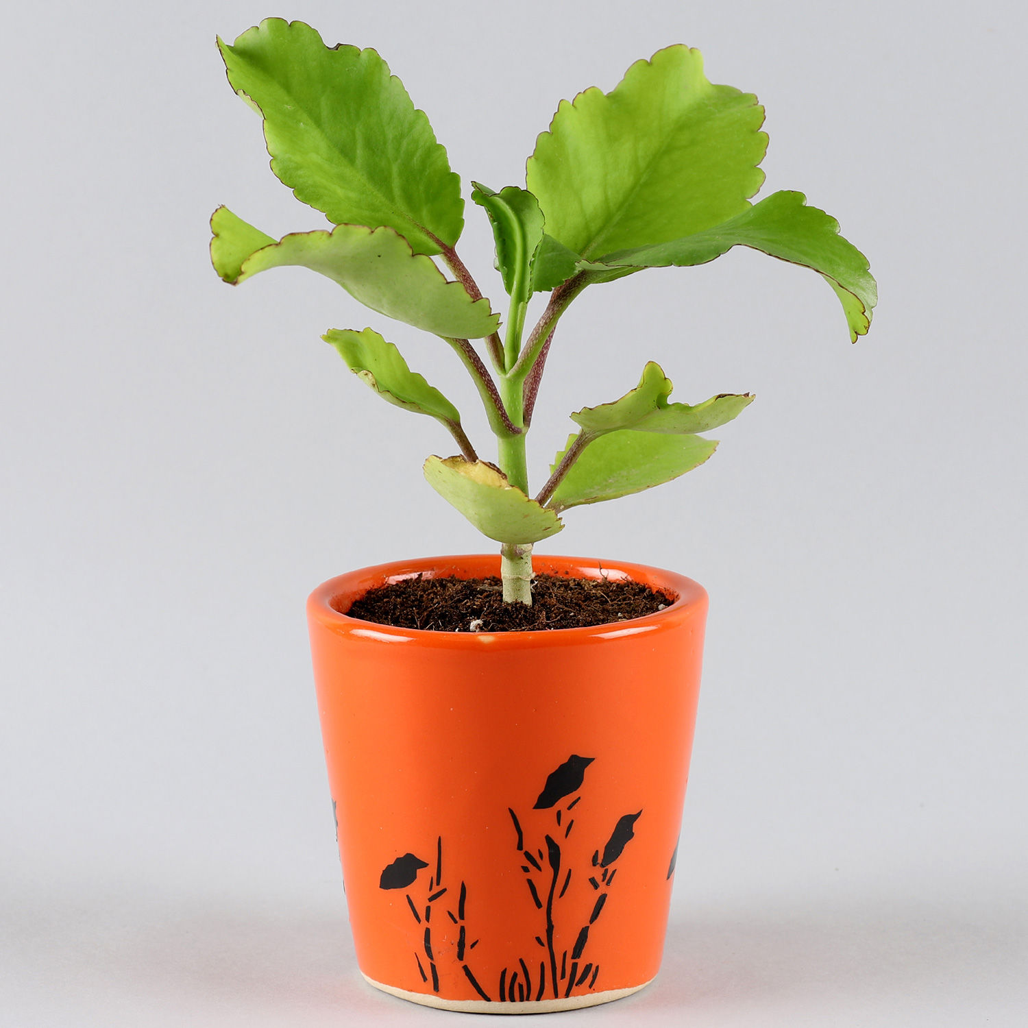 Buy/Send Patharchatta Plant In Ceramic Pot Online- Ferns N Petals