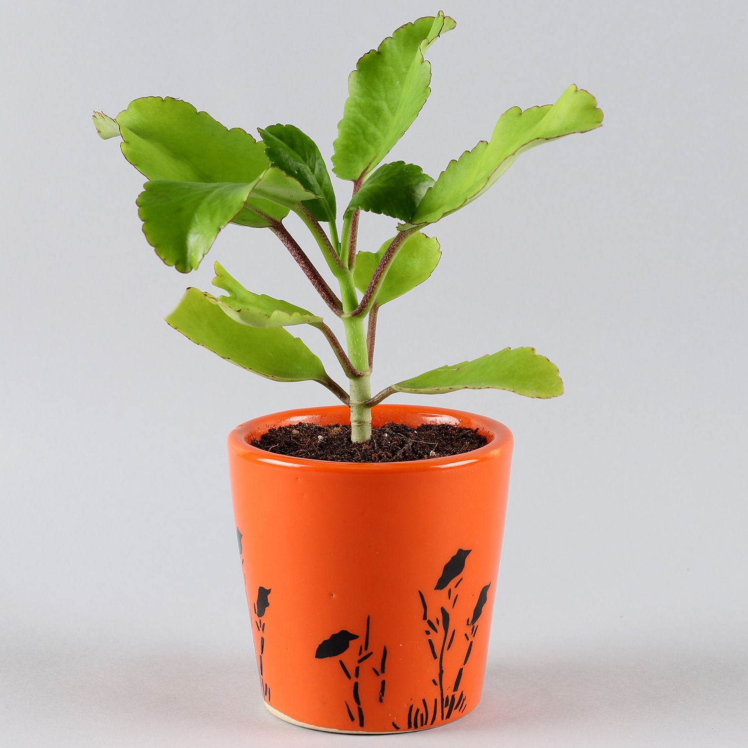 Buy/Send Patharchatta Plant In Ceramic Pot Online- Ferns N Petals