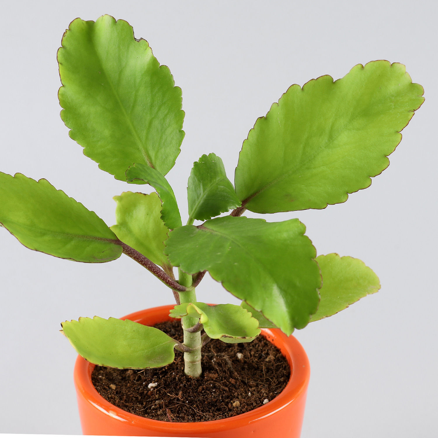 Buy/Send Patharchatta Plant In Ceramic Pot Online- Ferns N Petals