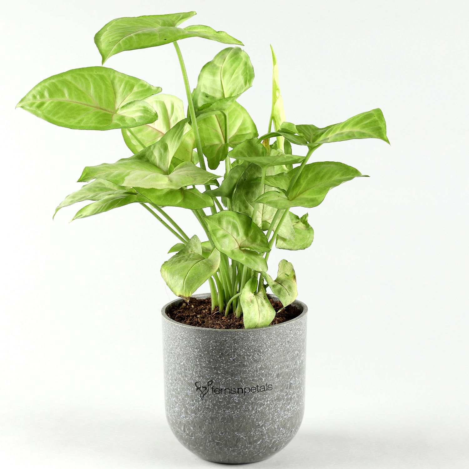 Buy/Send Syngonium Plant In Melamine Pot Online- Ferns N Petals