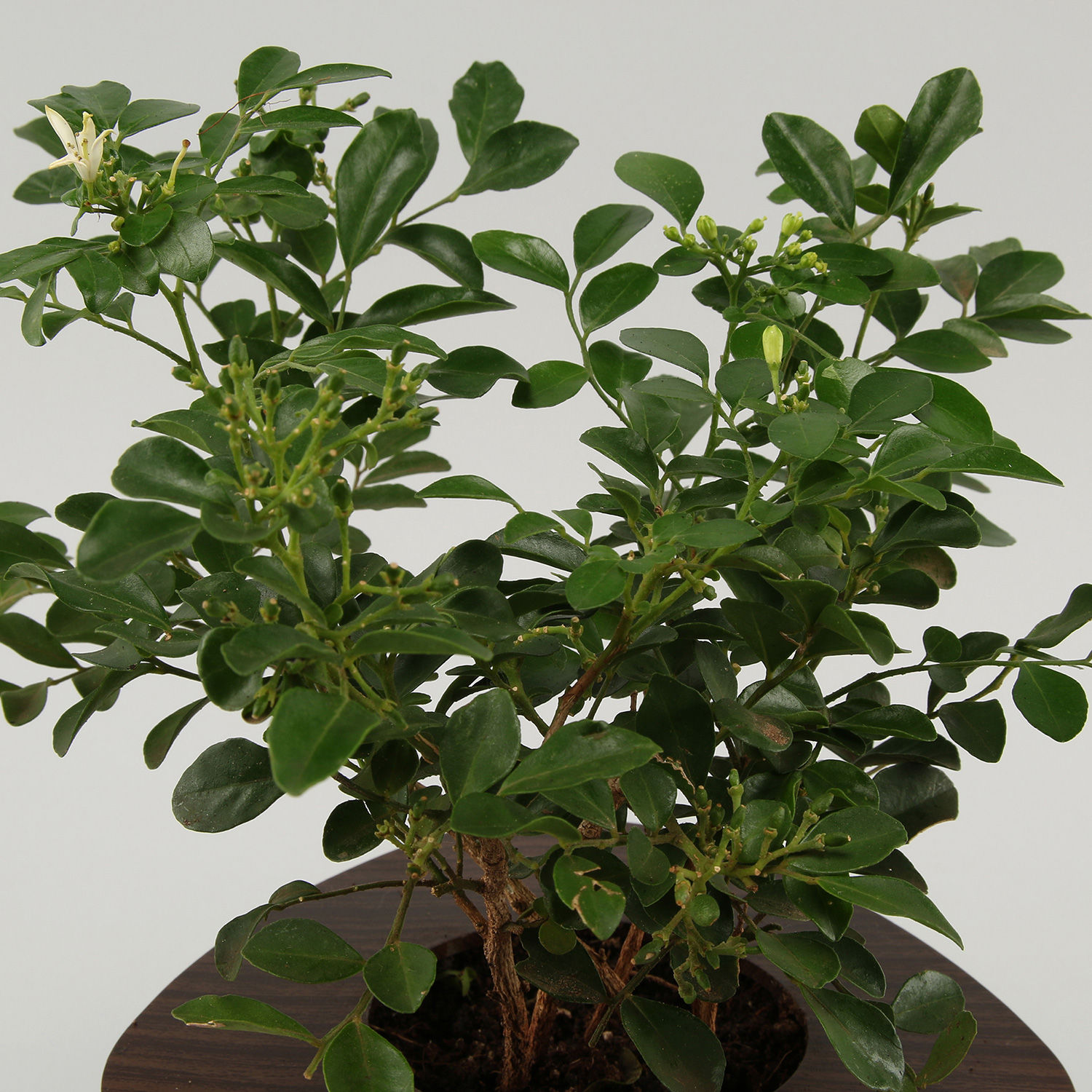 Buy/Send Murraya Plant In Wenge Wood Pot Online- Ferns N Petals