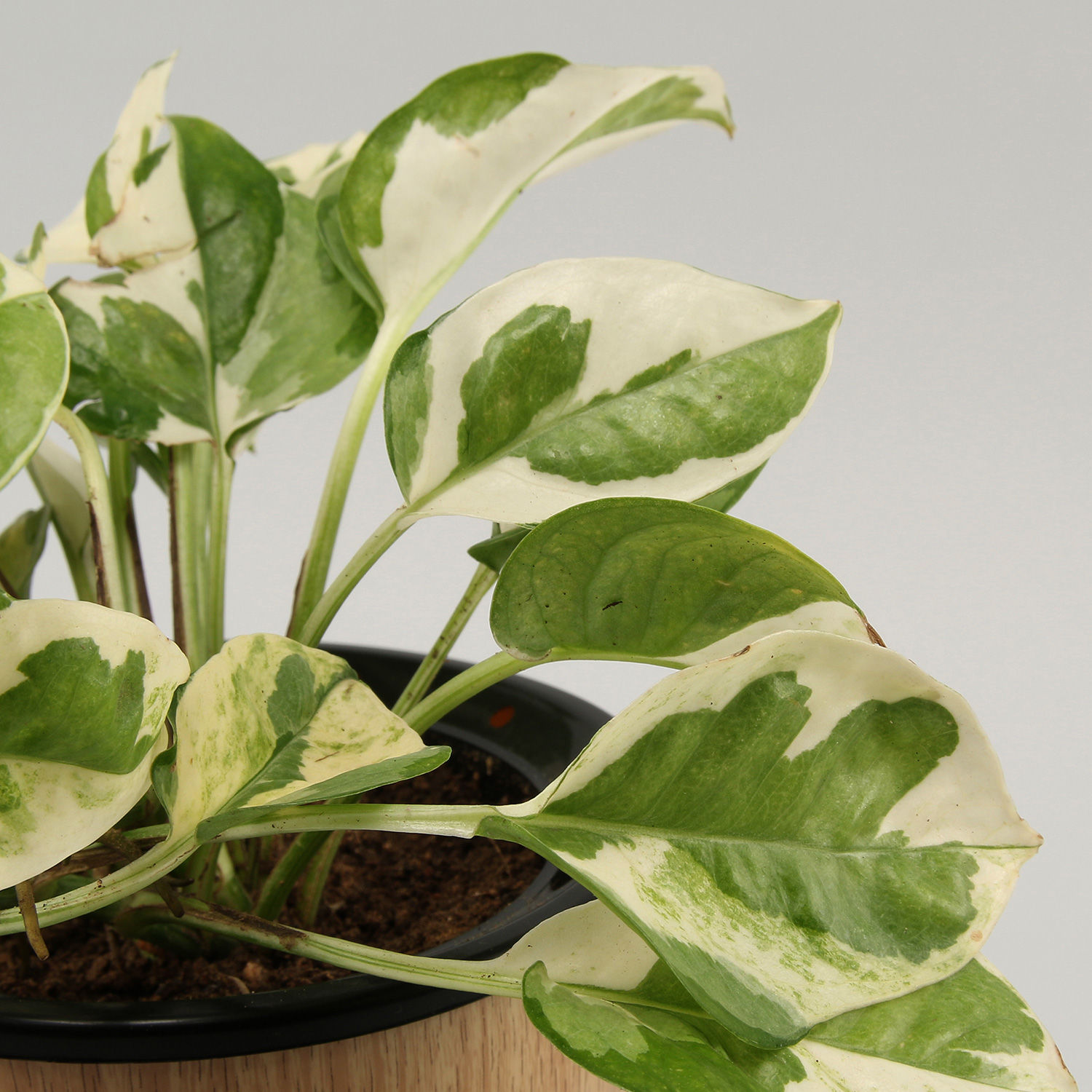 Buy/Send White Pothos In Dot Wood Pot Online- Ferns N Petals