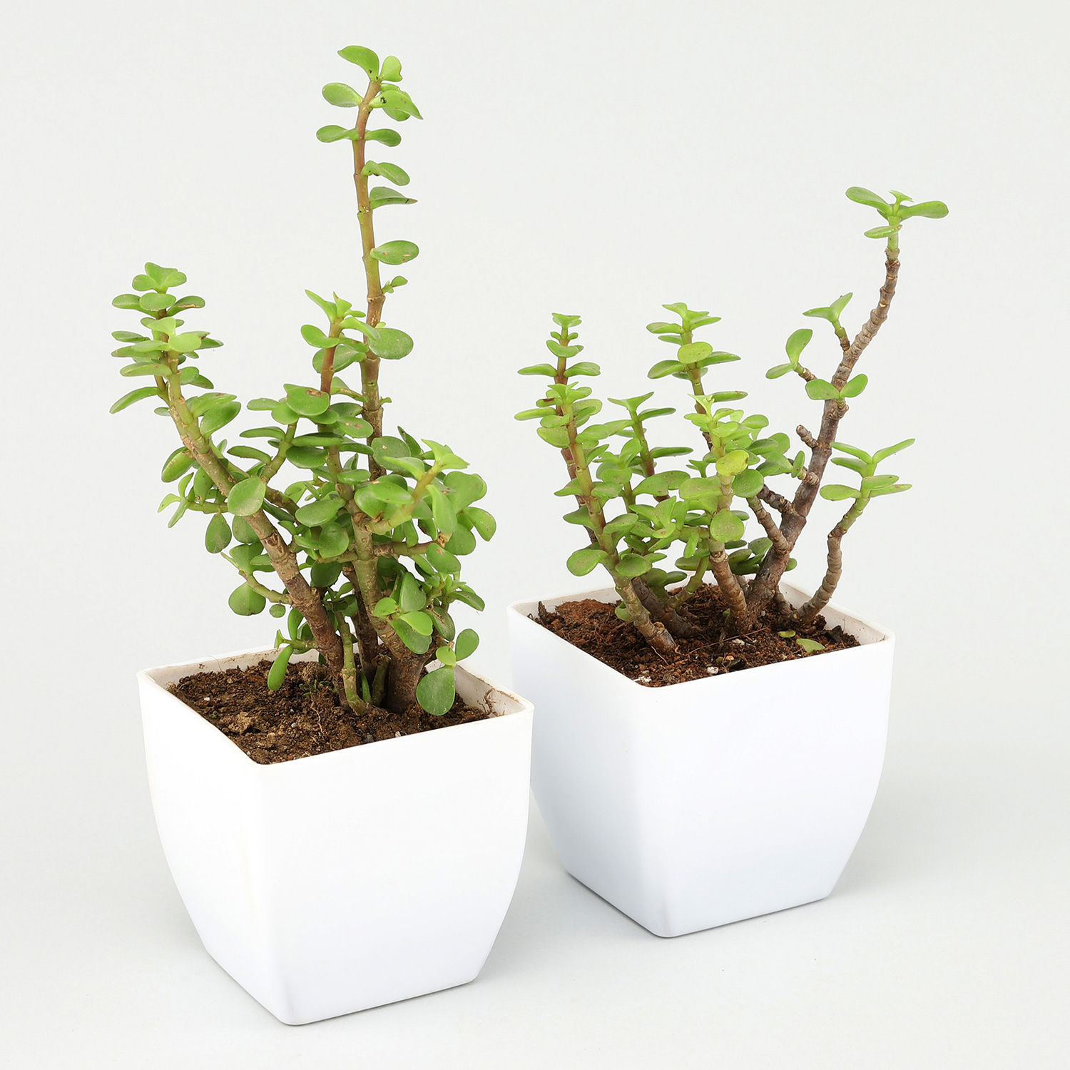 Buy/Send Jade Plant White Pot Combo Online- Ferns N Petals