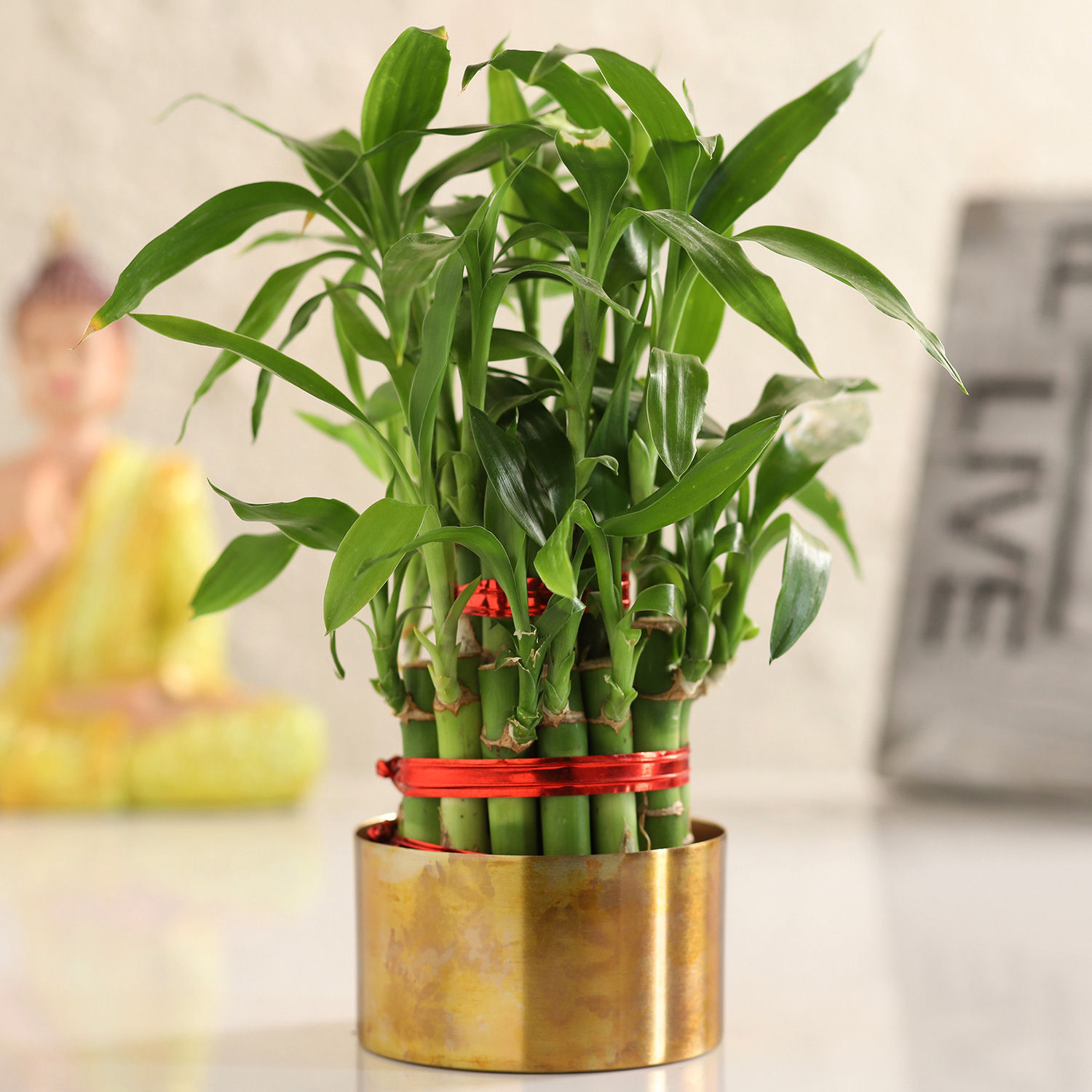 Buy/Send 2 Layer Bamboo In Designer Metal Pot Online- Ferns N Petals