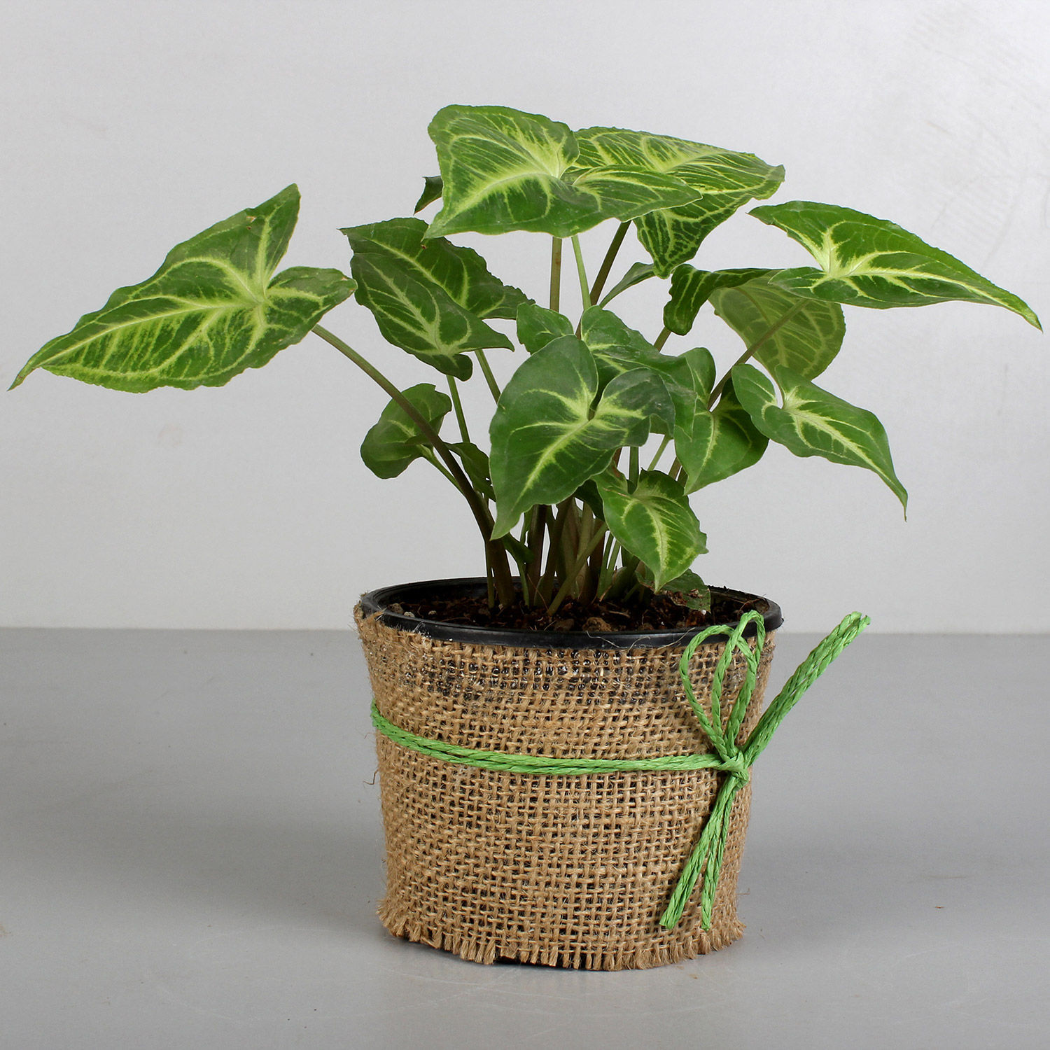 Buy/Send Classic Syngonium Plant Online- Ferns N Petals
