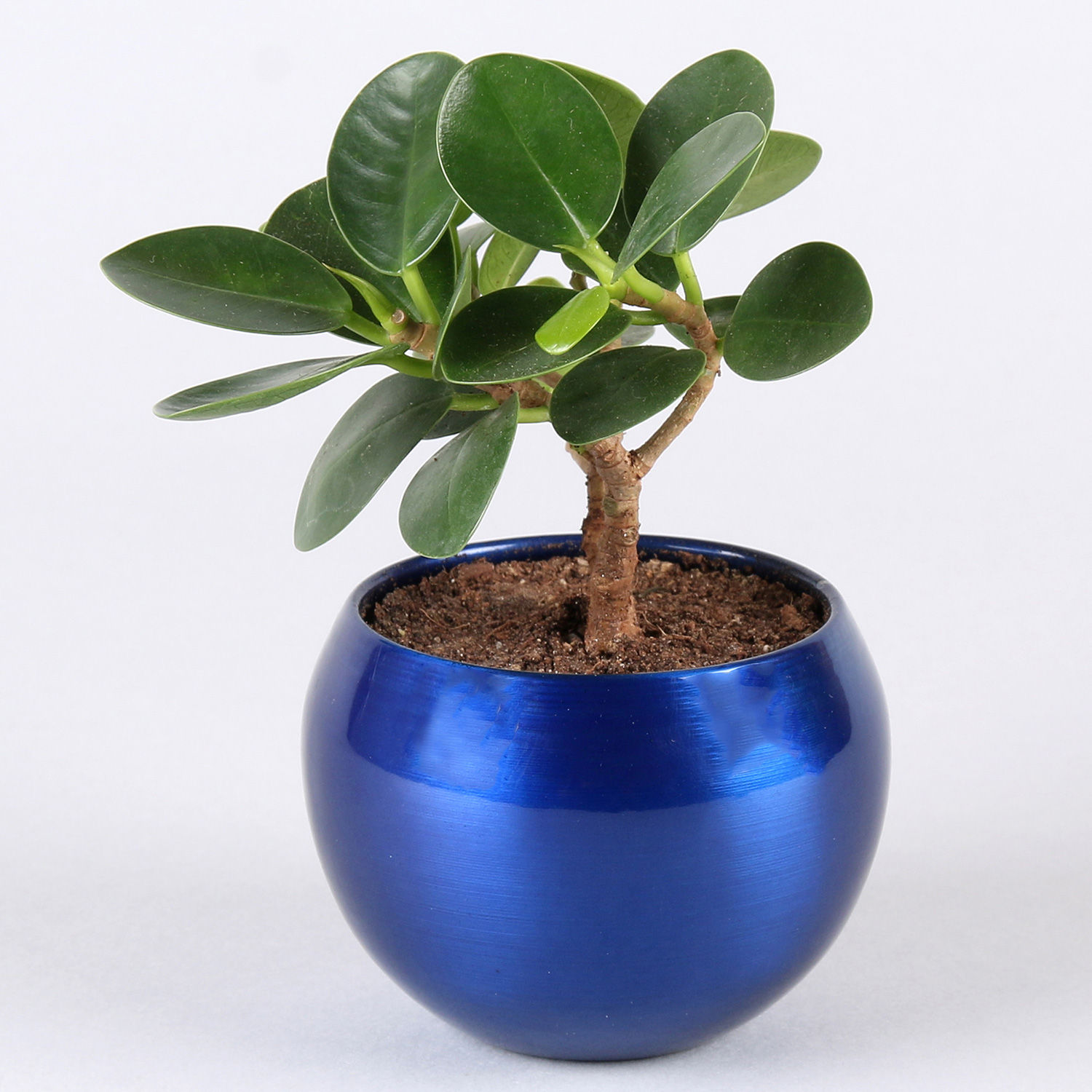 Buy/Send Ficus Compacta & White Pothos Plant Combo Online- Ferns N Petals