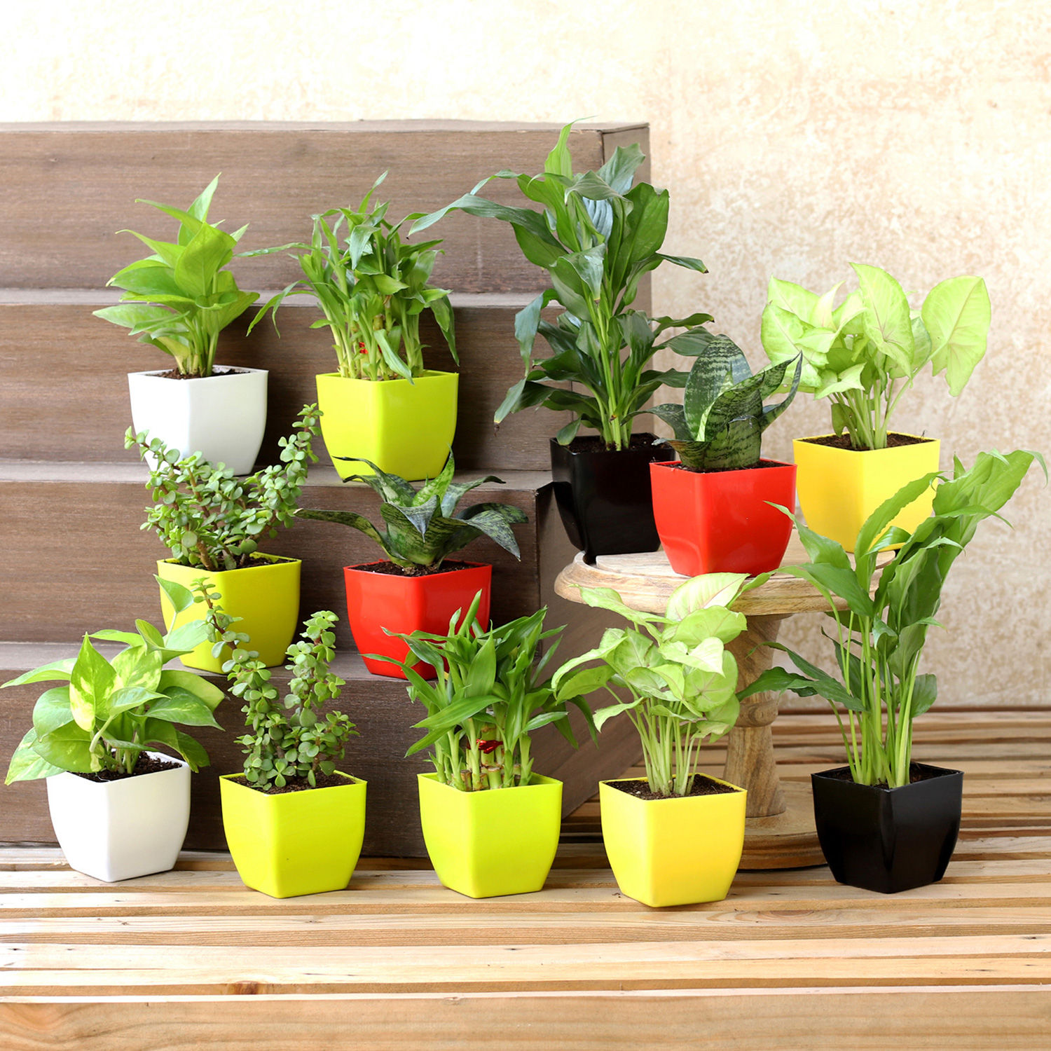 Buy/Send Set Of 12 Beautiful Green Plants Online- Ferns N Petals