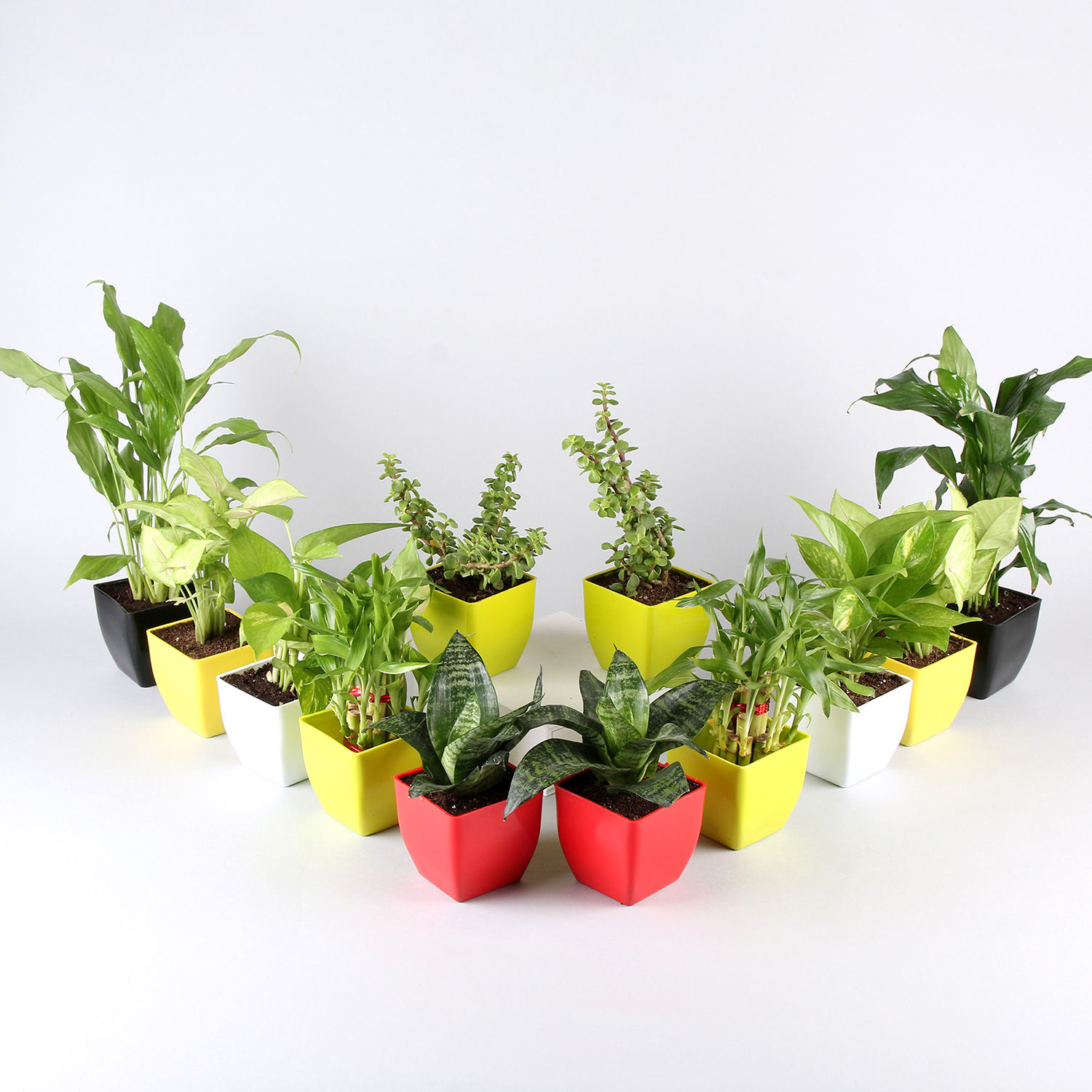 Buy/Send Set Of 12 Beautiful Green Plants Online- Ferns N Petals