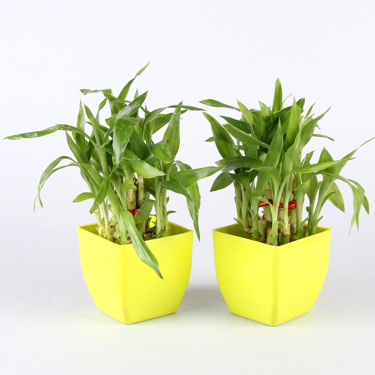 Buy/Send Set Of 12 Beautiful Green Plants Online- Ferns N Petals