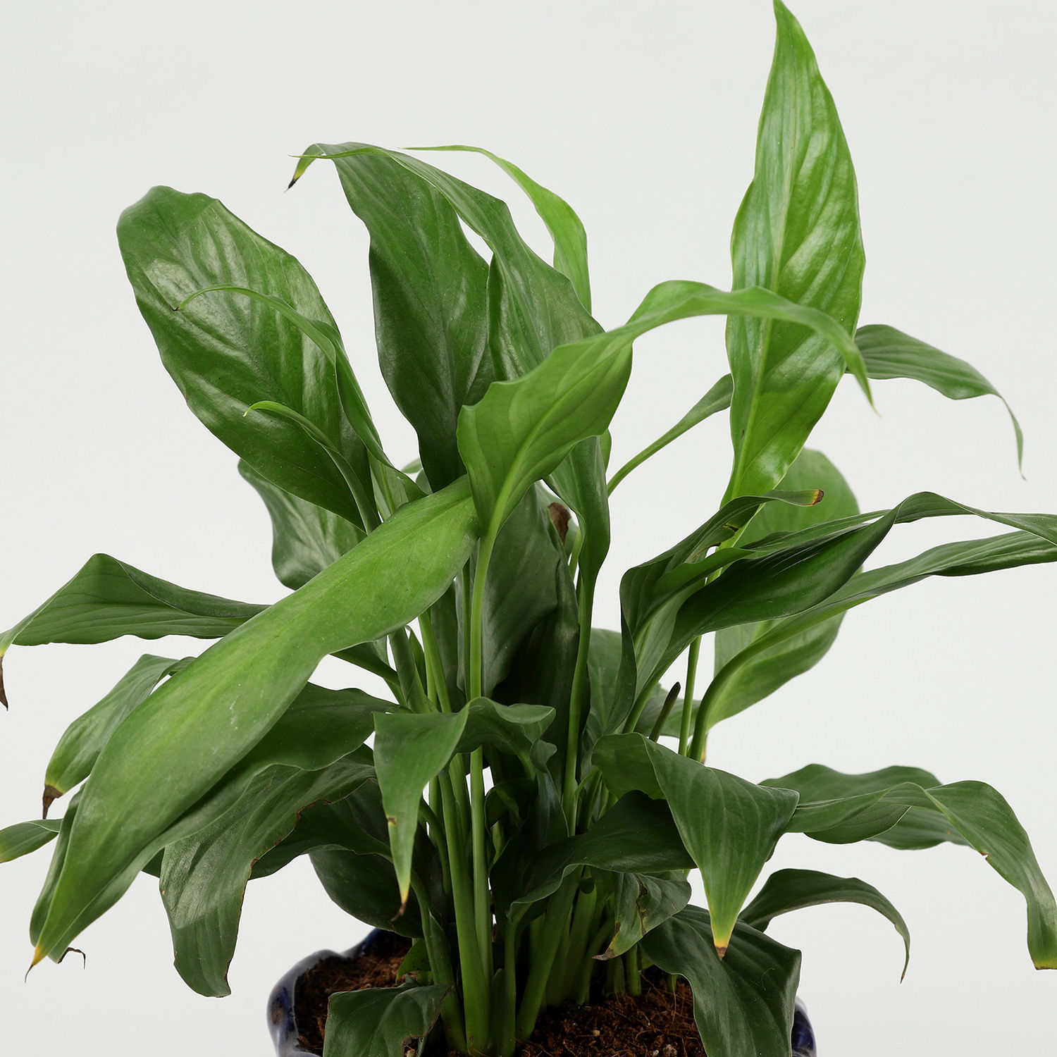 Buy/Send Peace Lily Plant In Red Ceramic Pot Online- Ferns N Petals