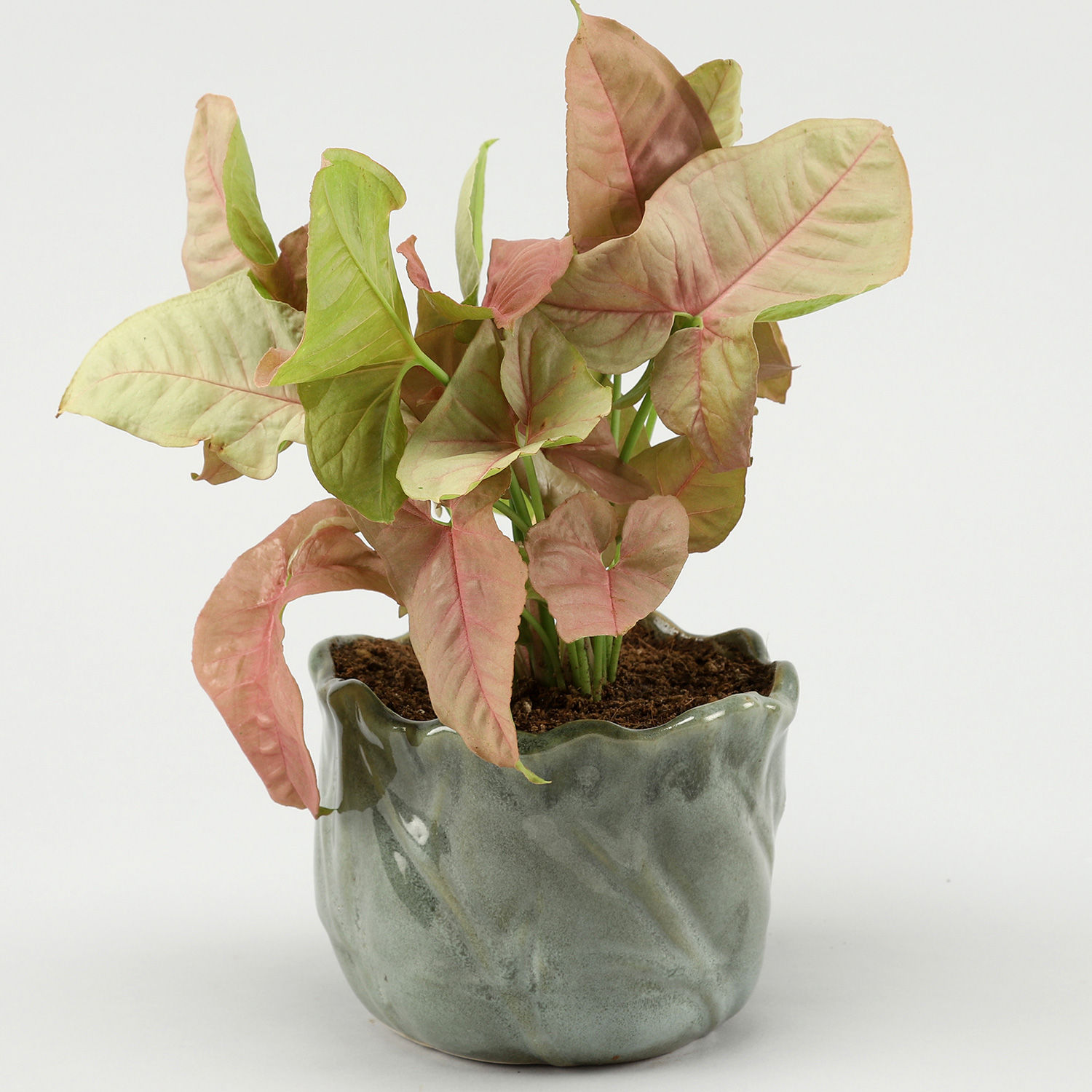 Buy/Send Pink Syngonium Plant In Green Ceramic Pot Online- Ferns N Petals