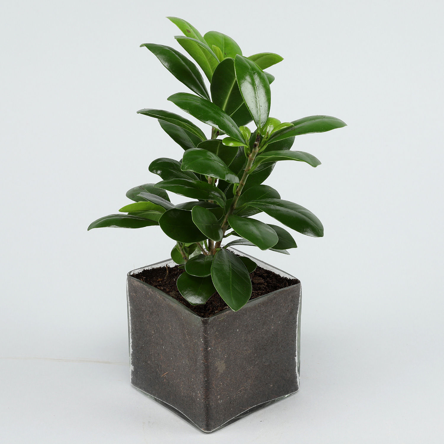 Buy/Send Ficus Compacta Plant Online- Ferns N Petals