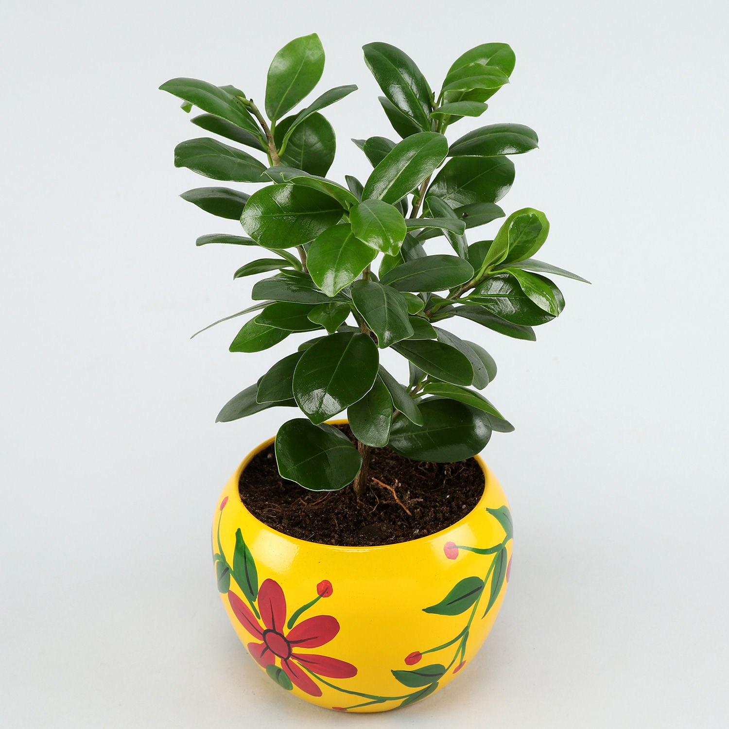 Buy/Send Ficus Compacta Plant In Hand-painted Pot Online- Ferns N Petals