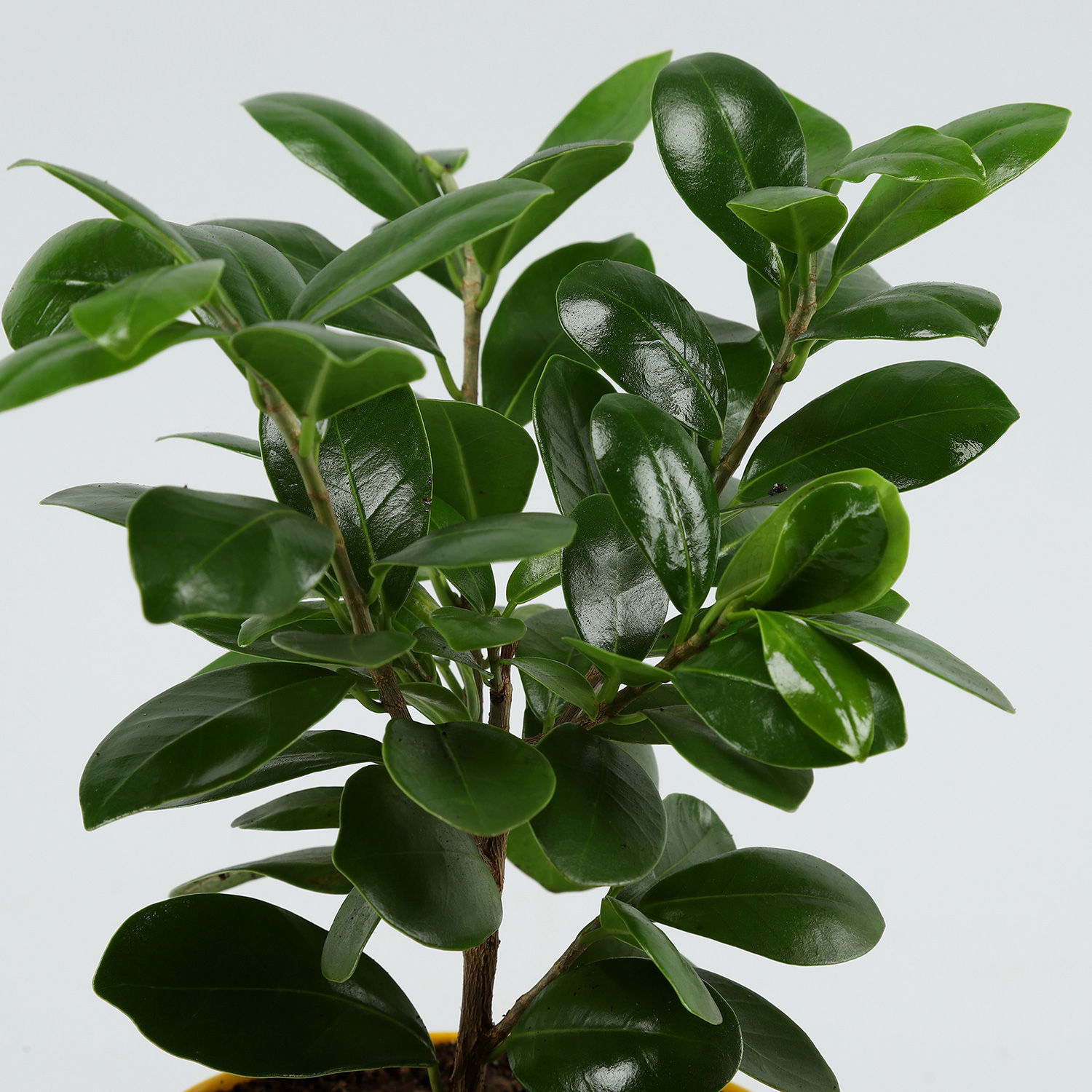 Buy/Send Ficus Compacta Plant In Hand-painted Pot Online- Ferns N Petals
