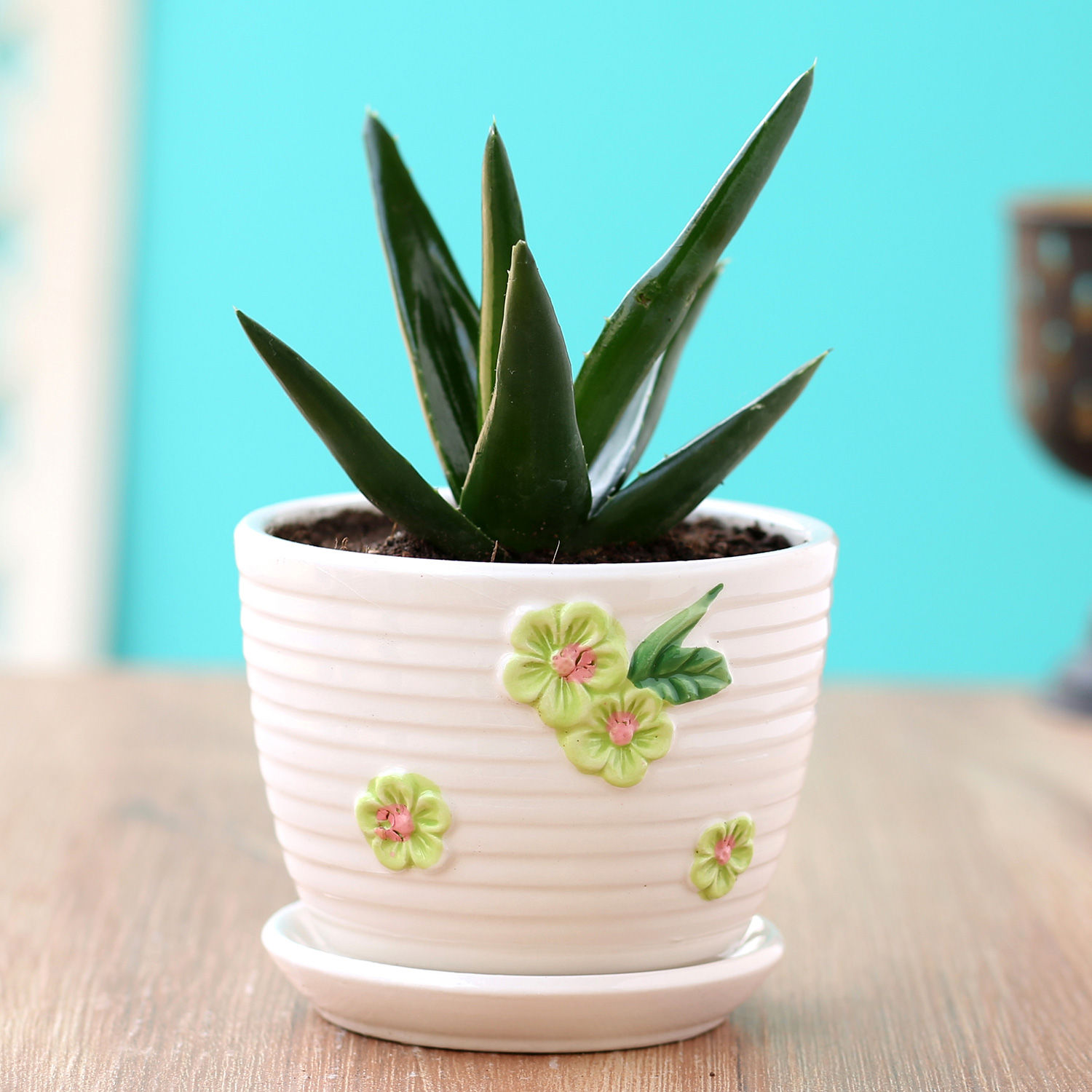 Buy/Send Mini Aloe Vera Plant In White Ceramic Pot Online- Ferns N Petals